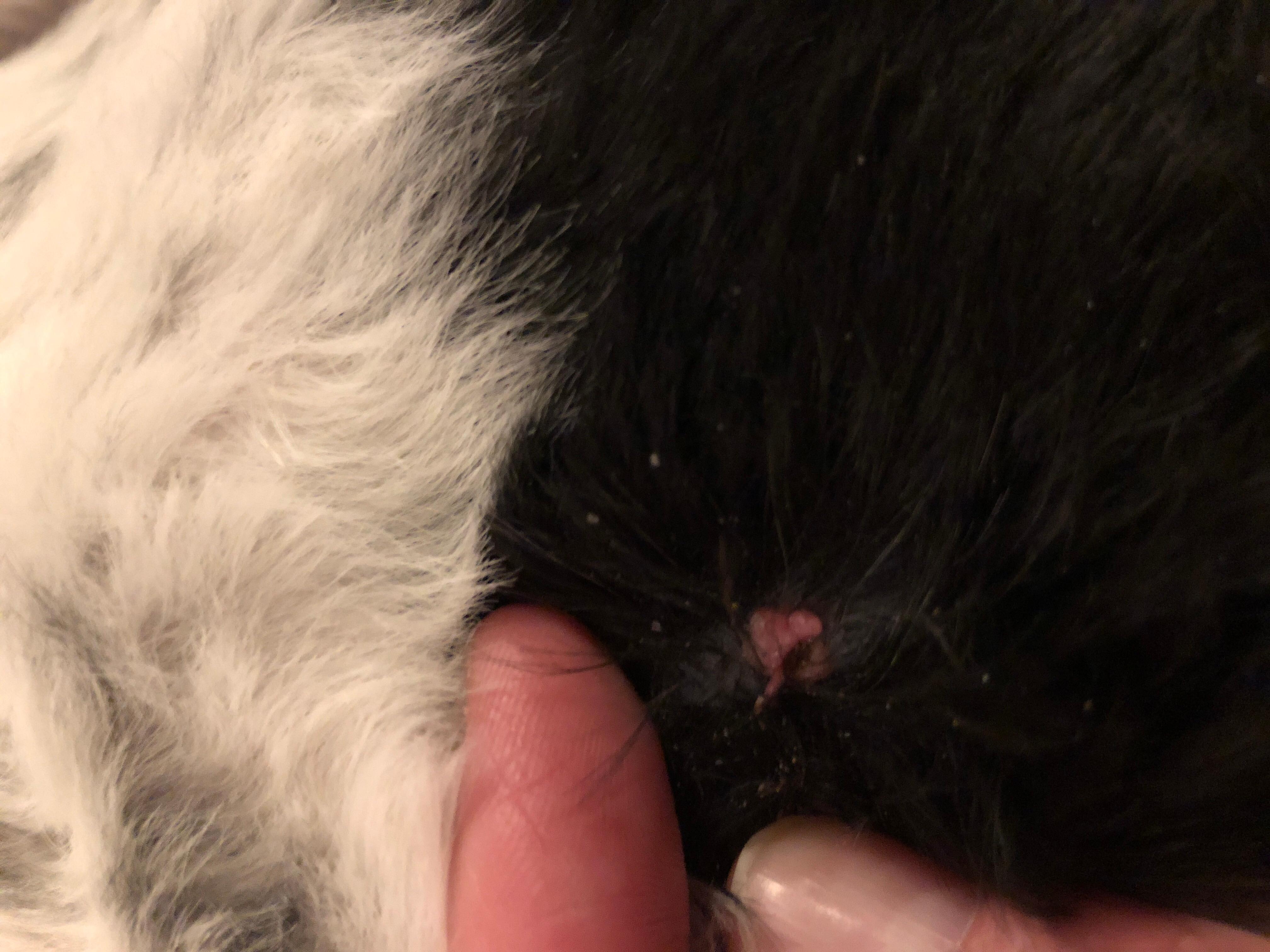 My dog's skin tags bleeding, smelly? Are they serious? What to do? | Petco