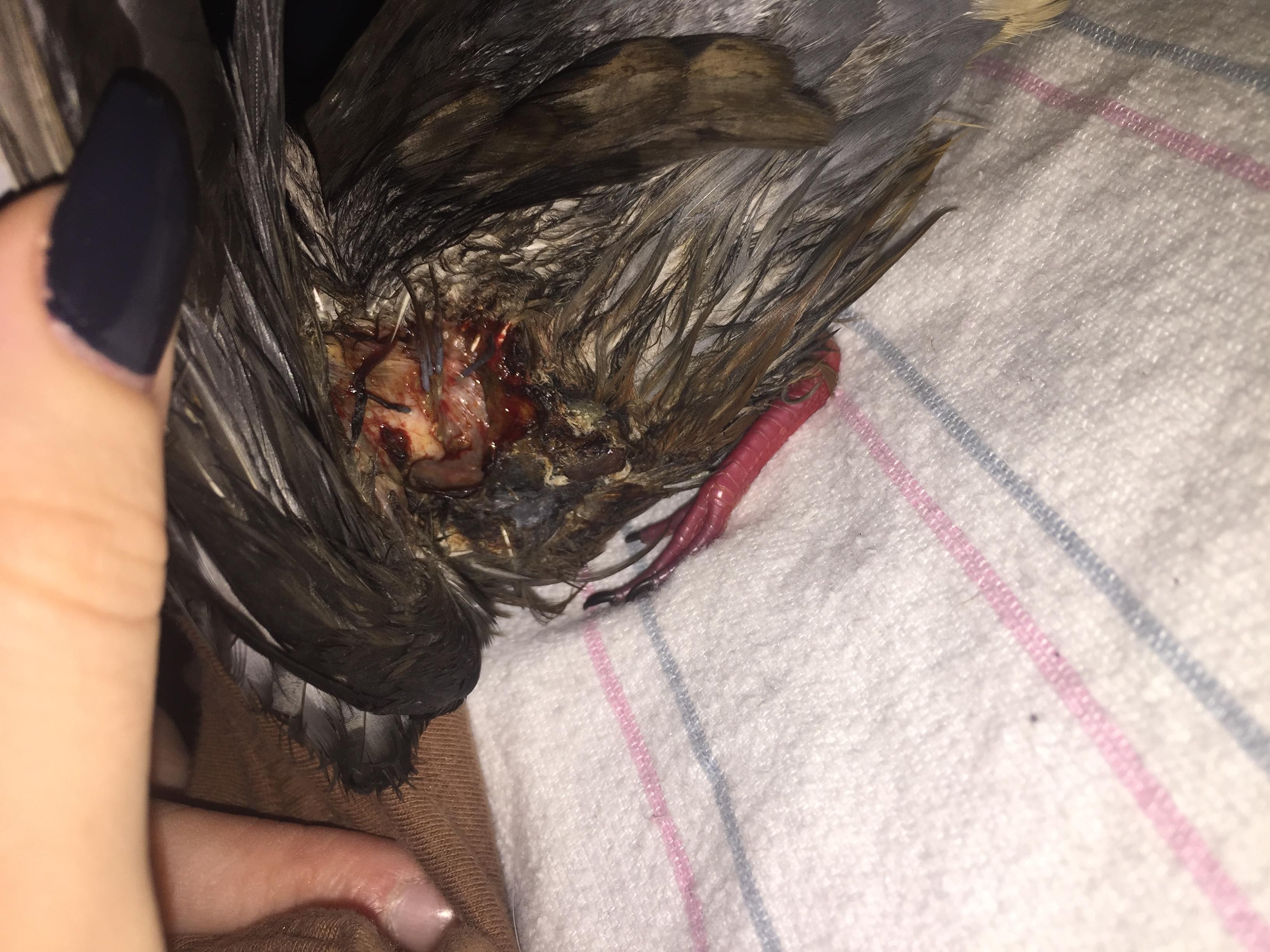 Rescued Wild Bird, Broken Wing? Find Cheap Vet Care Near You | Petco