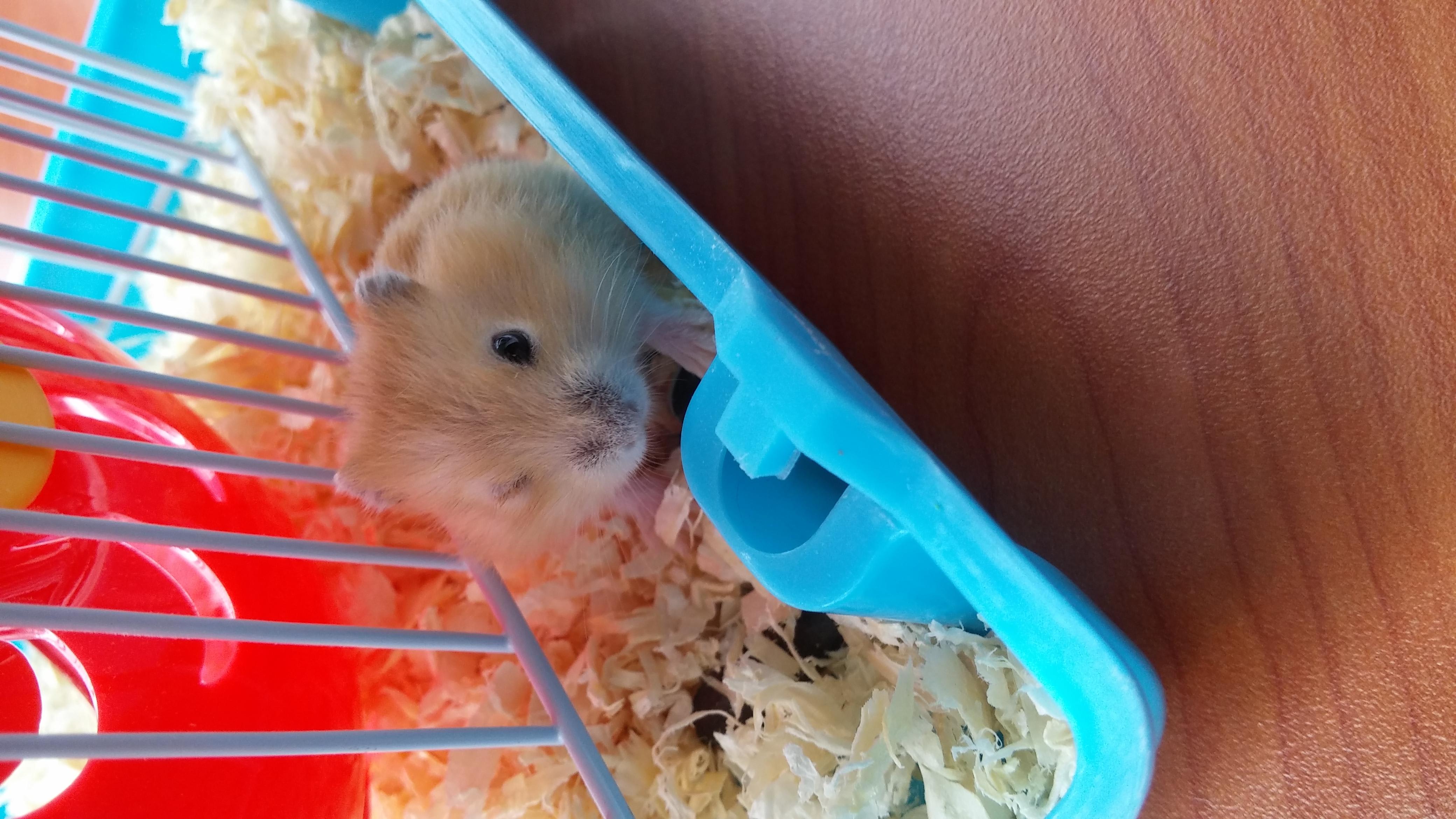 My hamster bit the baby hamster's eye. Vet visit urgently needed? | Petco