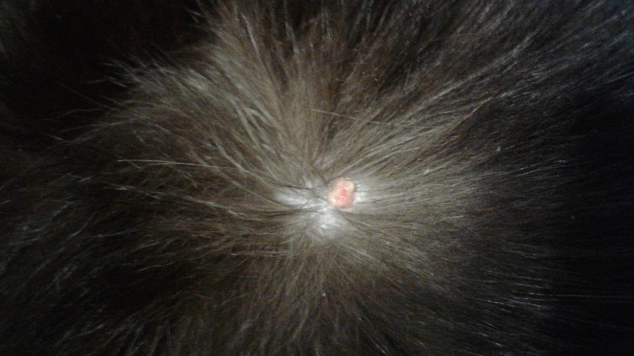 What's This Lump on My Cat's Skin? Is it a Wart or Serious? | Petco