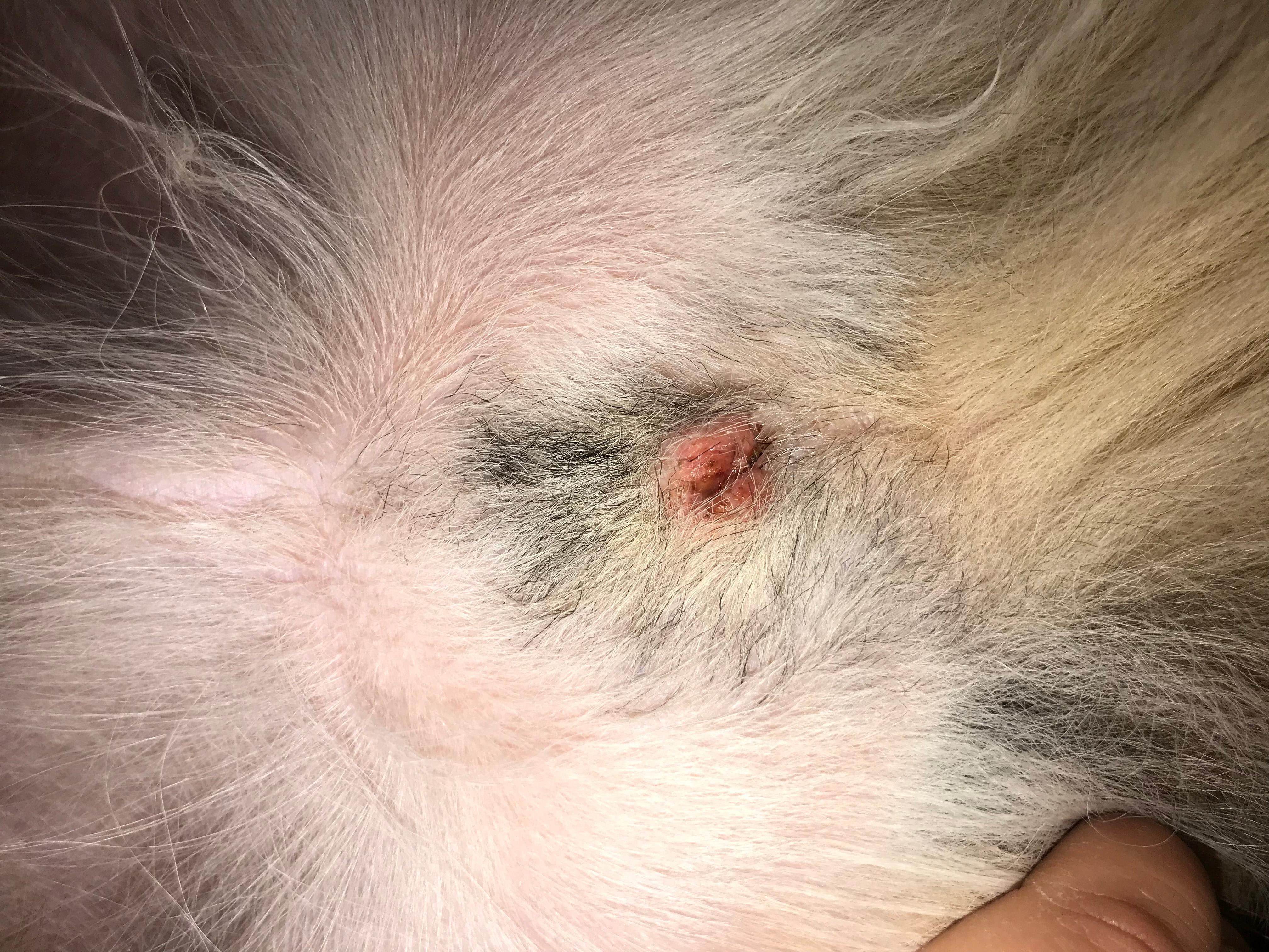 My dog's neuter incision looks red & irritated. Is it infected? | Petco