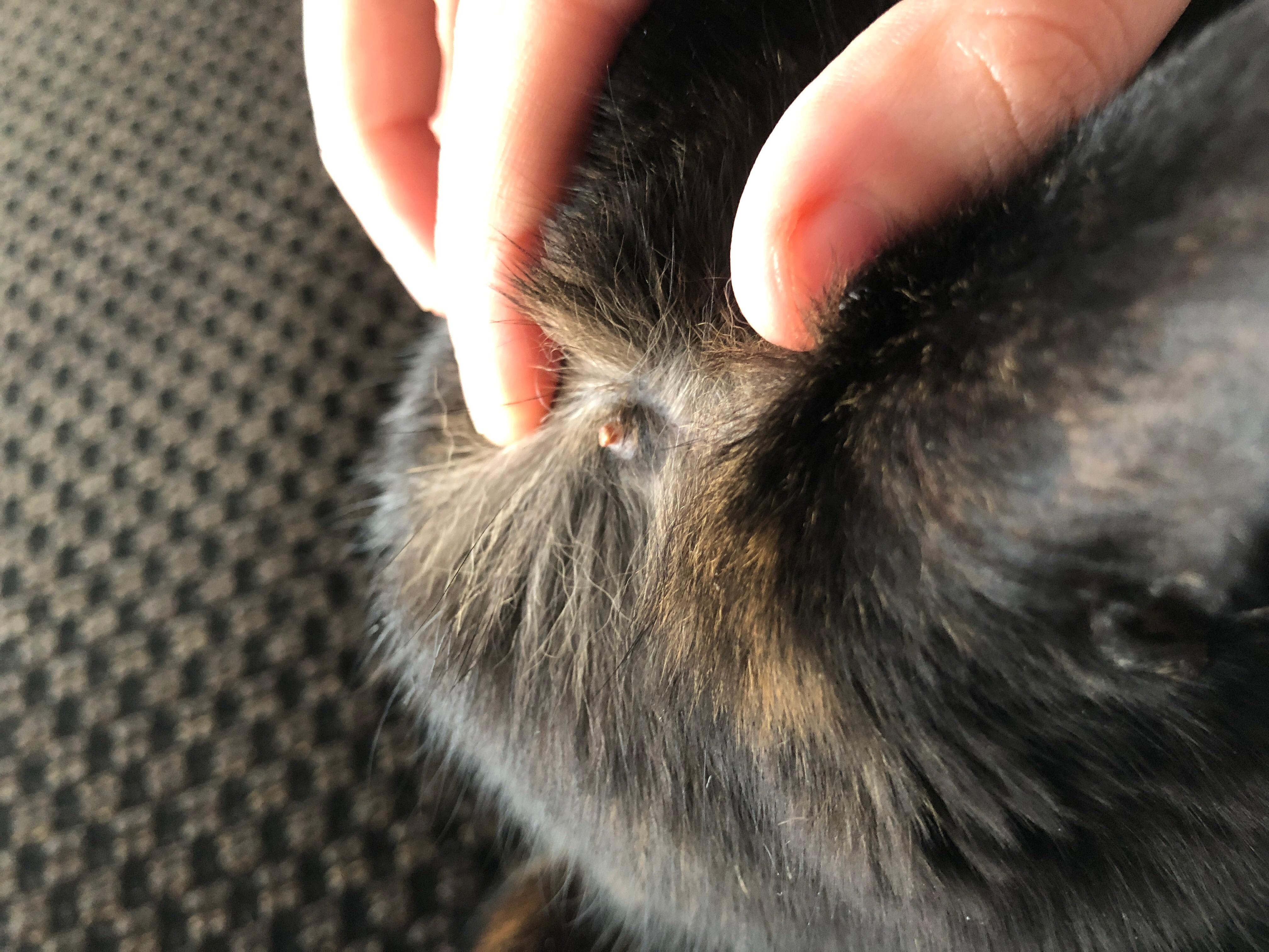 My Cat Has a Large Scab for a Month: What Is It & What To Do? | Petco