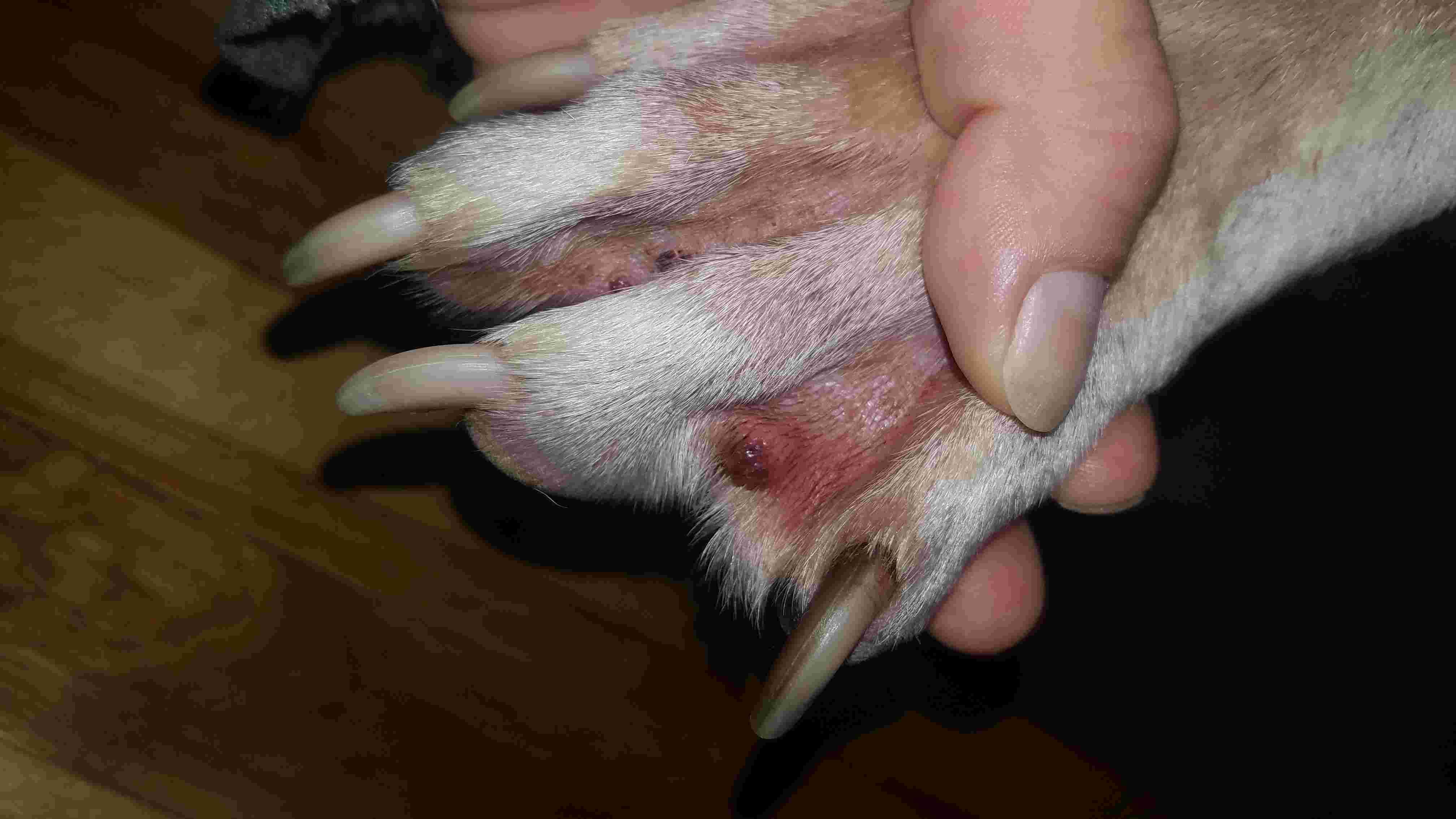My Dog Has a Lump Between Toes: Interdigital Cyst or Emergency? | Petco