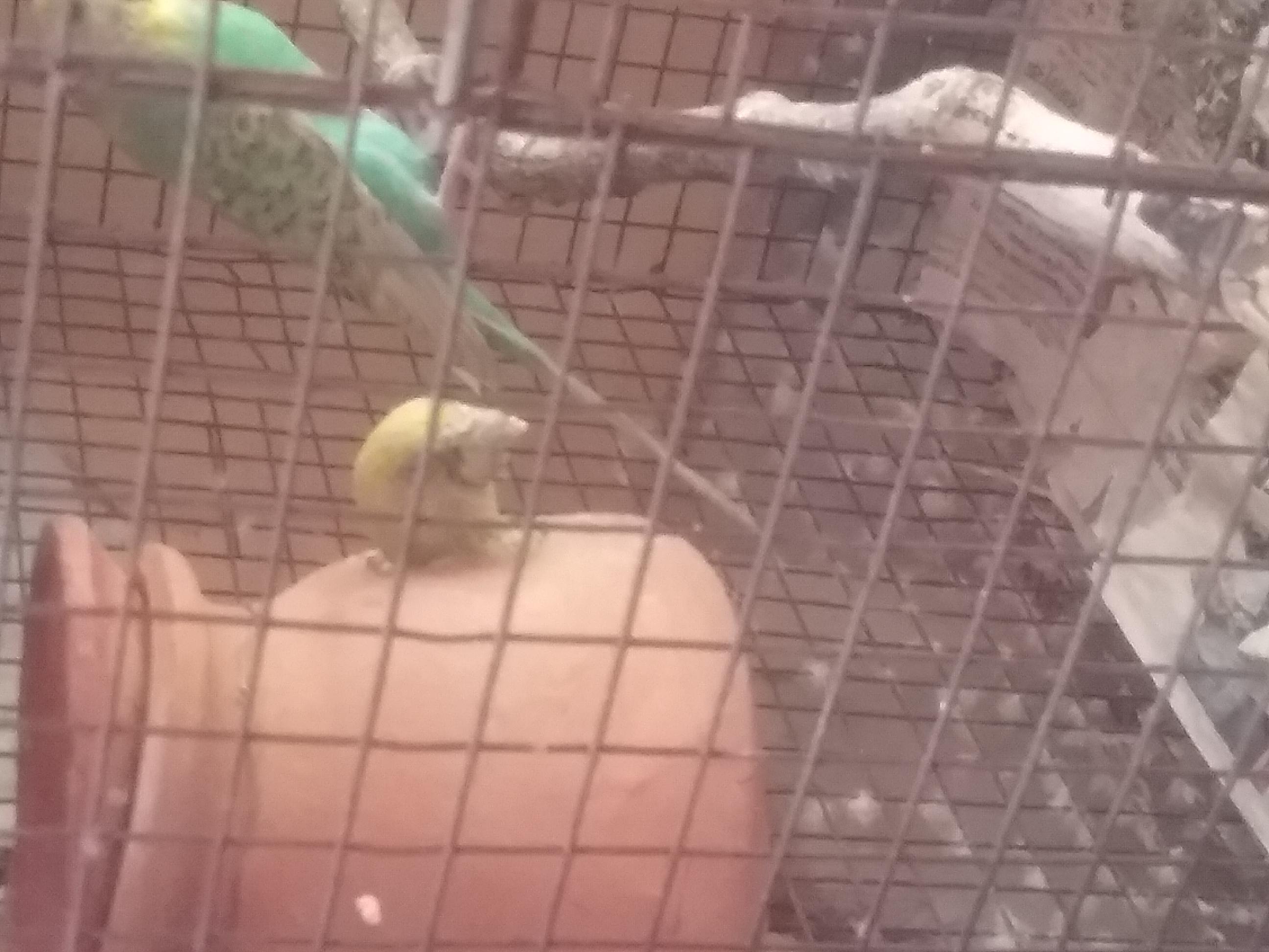 My budgie chicks have crusty, rounded beaks. Vet needed? | Petco