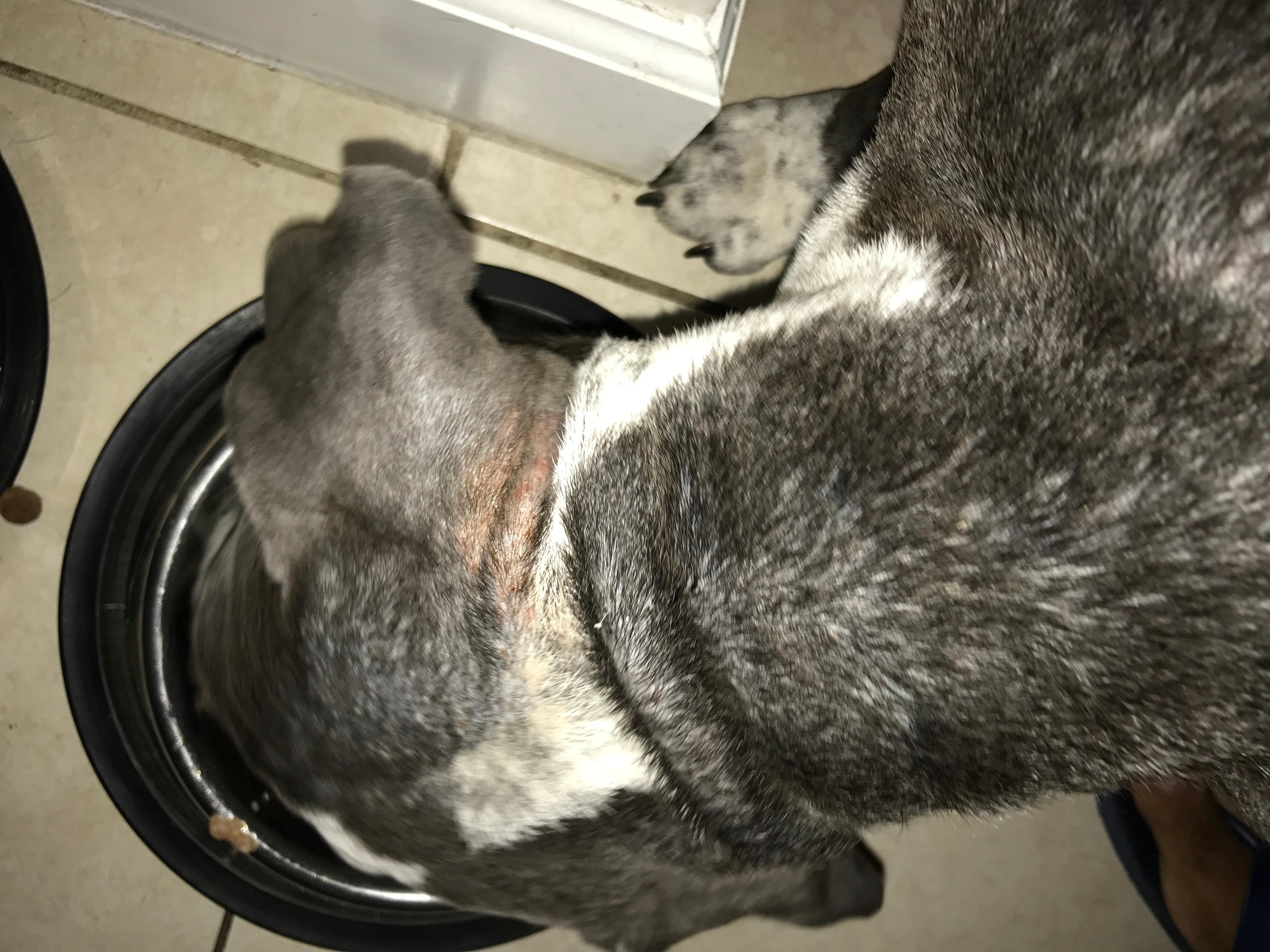 Why is my dog's skin red and itchy after demodex treatment? | Petco