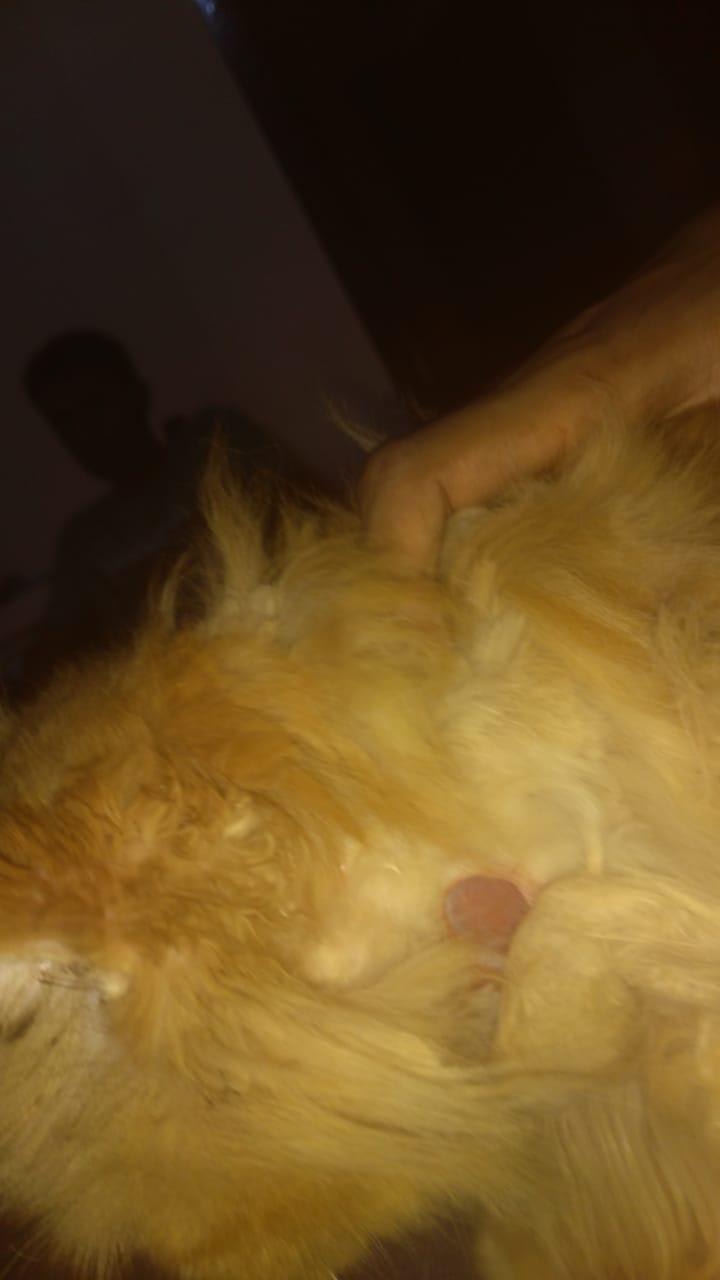 My Pet Has a Neck Cut from Matted Hair Removal. What to Do? | Petco