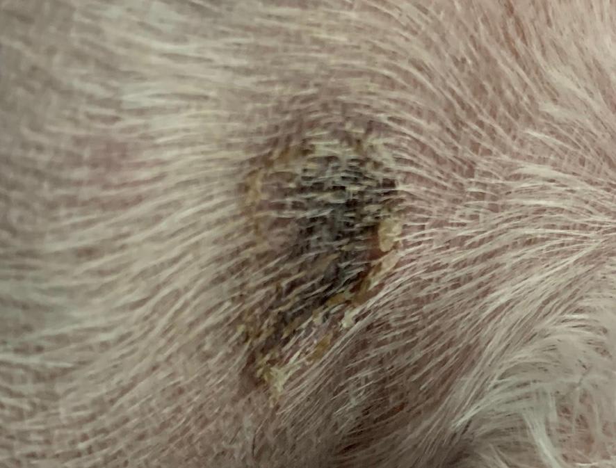 Is a spot on my senior mini Schnauzer's chest a melanoma or injury? | Petco