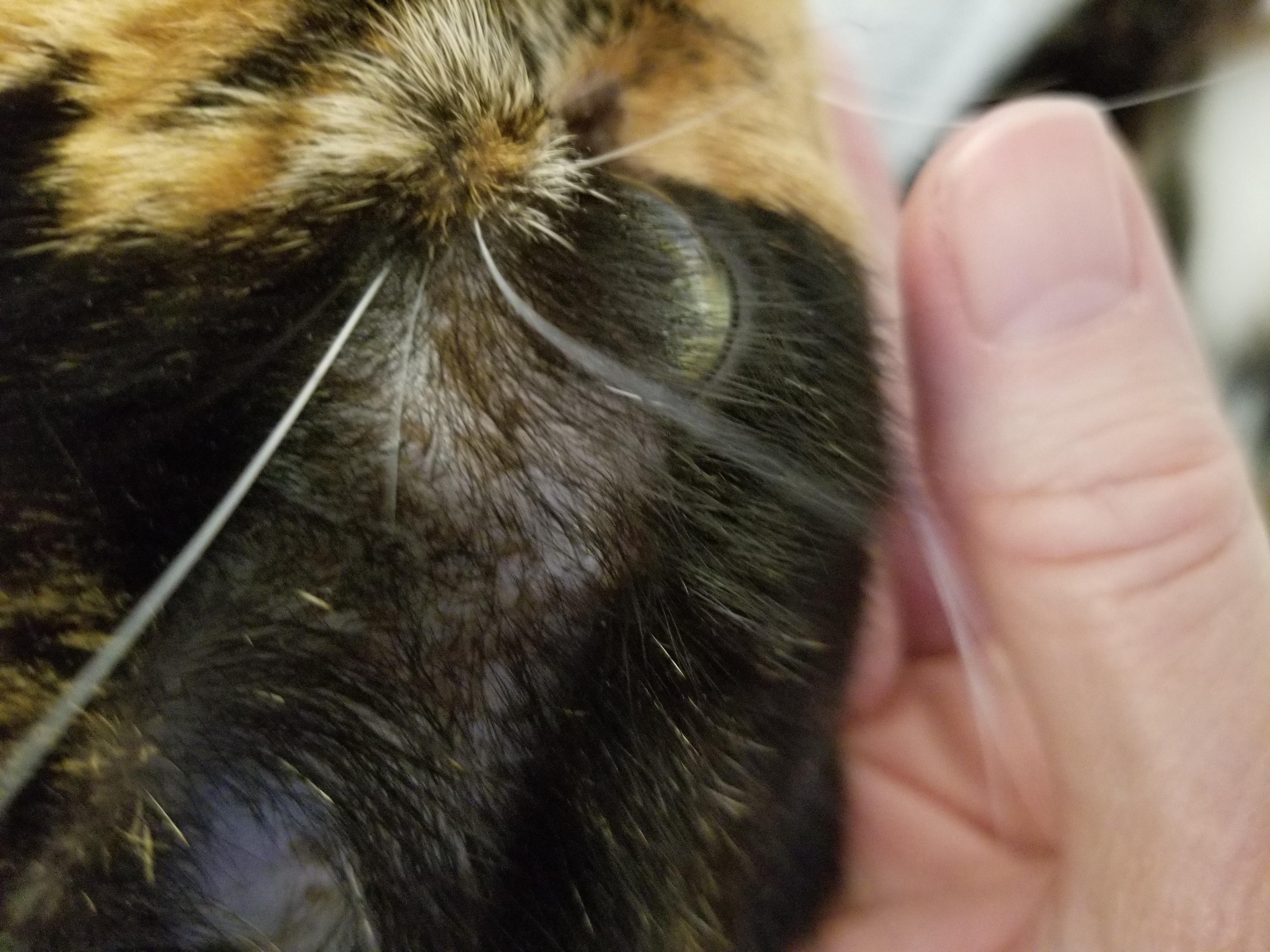 My Cat Has a Head Bump from Scratching? What to Do Now | Petco