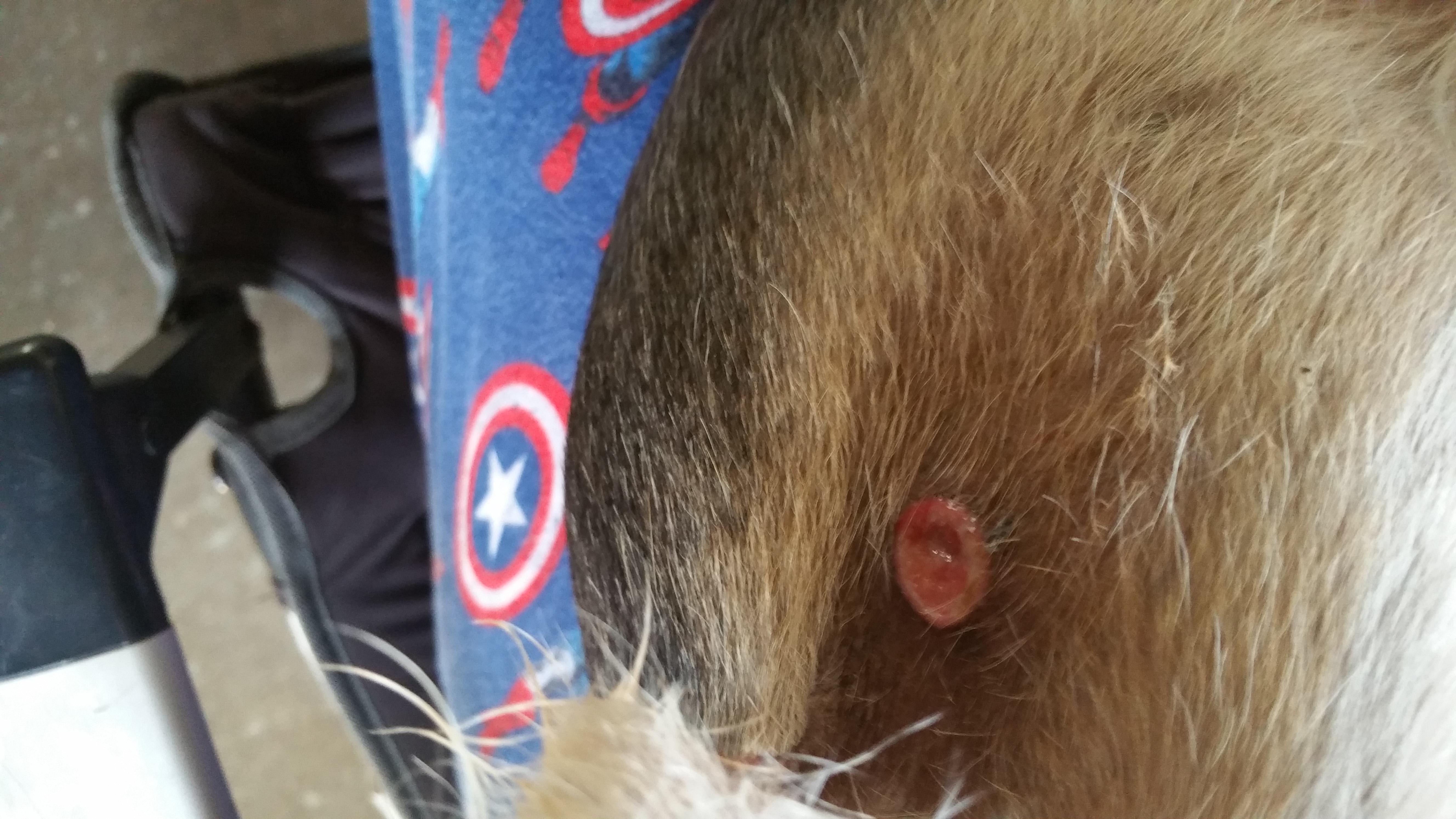 My dog's wart scab fell off, open wound. How to care? | Petco