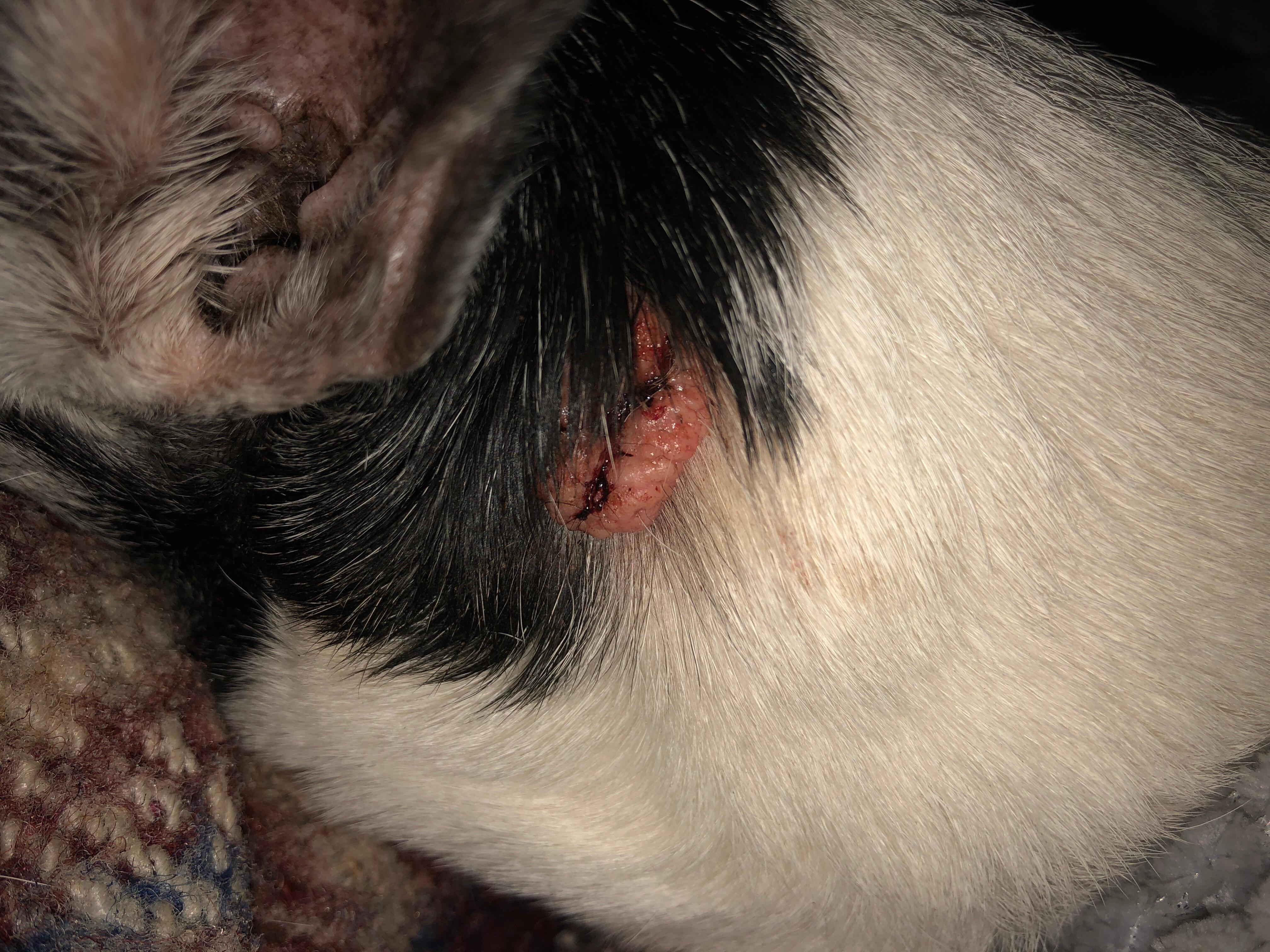 My Dog's Neck Wart Bleeding & Growing? Find Solutions | Petco
