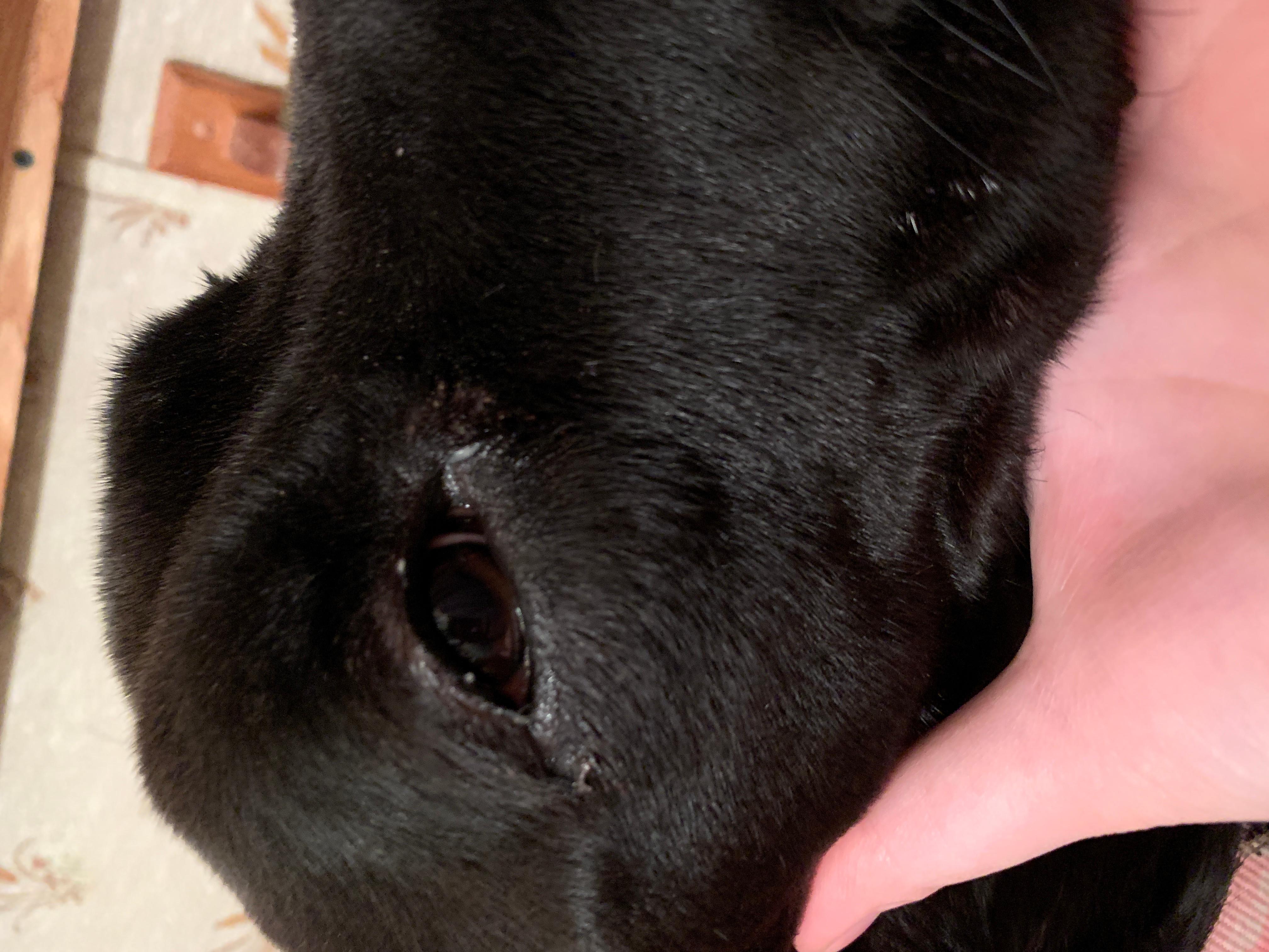 Why is my dog's eye pink, watery, discharging? Is it serious? | Petco
