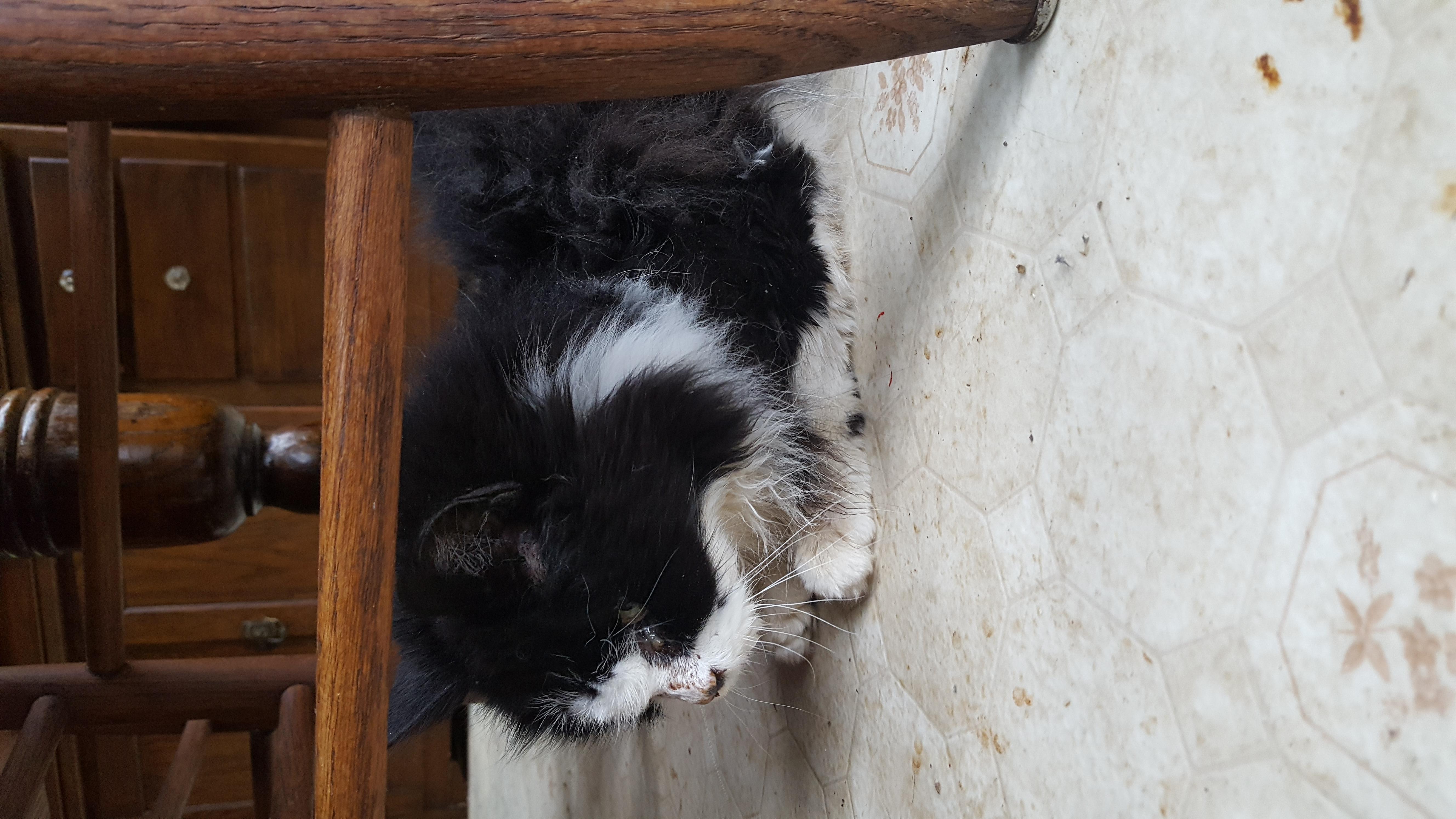 My Old Cat is Peeing & Pooping Everywhere, Lying in It. Get Help! | Petco