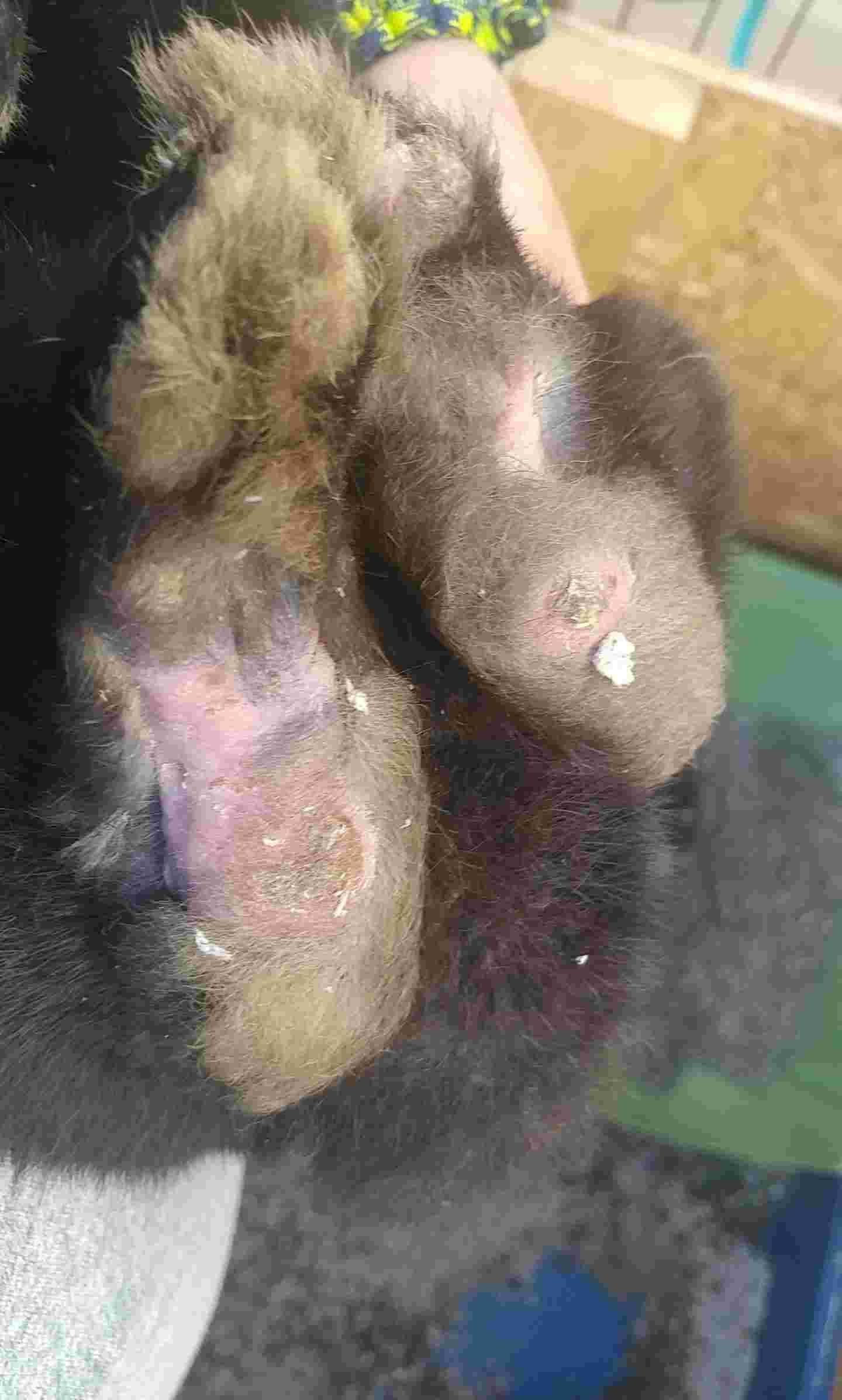 Why does my rabbit have sores on her back feet after giving birth? | Petco