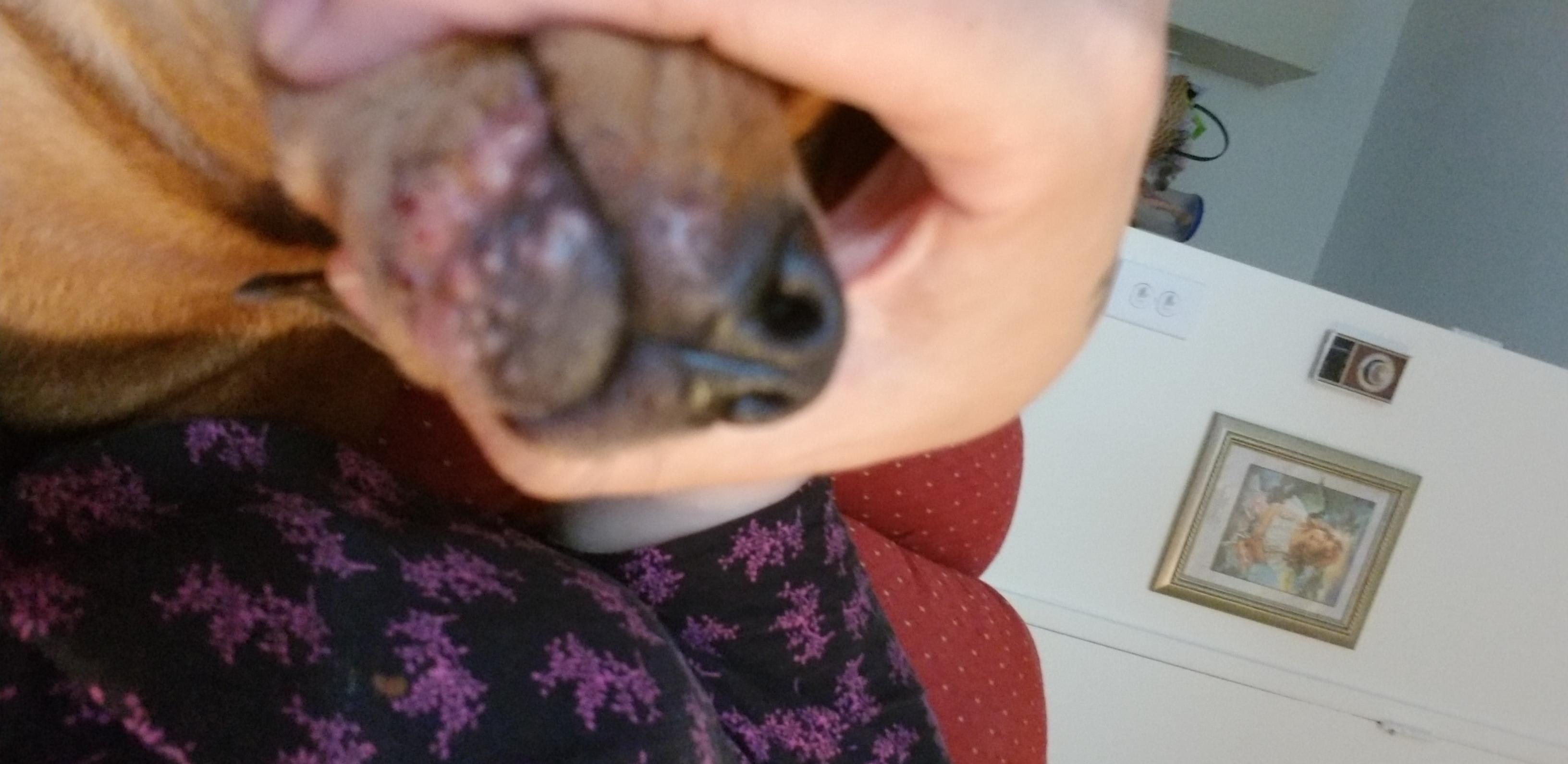 My dog has red bumps on her chin. What home remedies can I use? | Petco