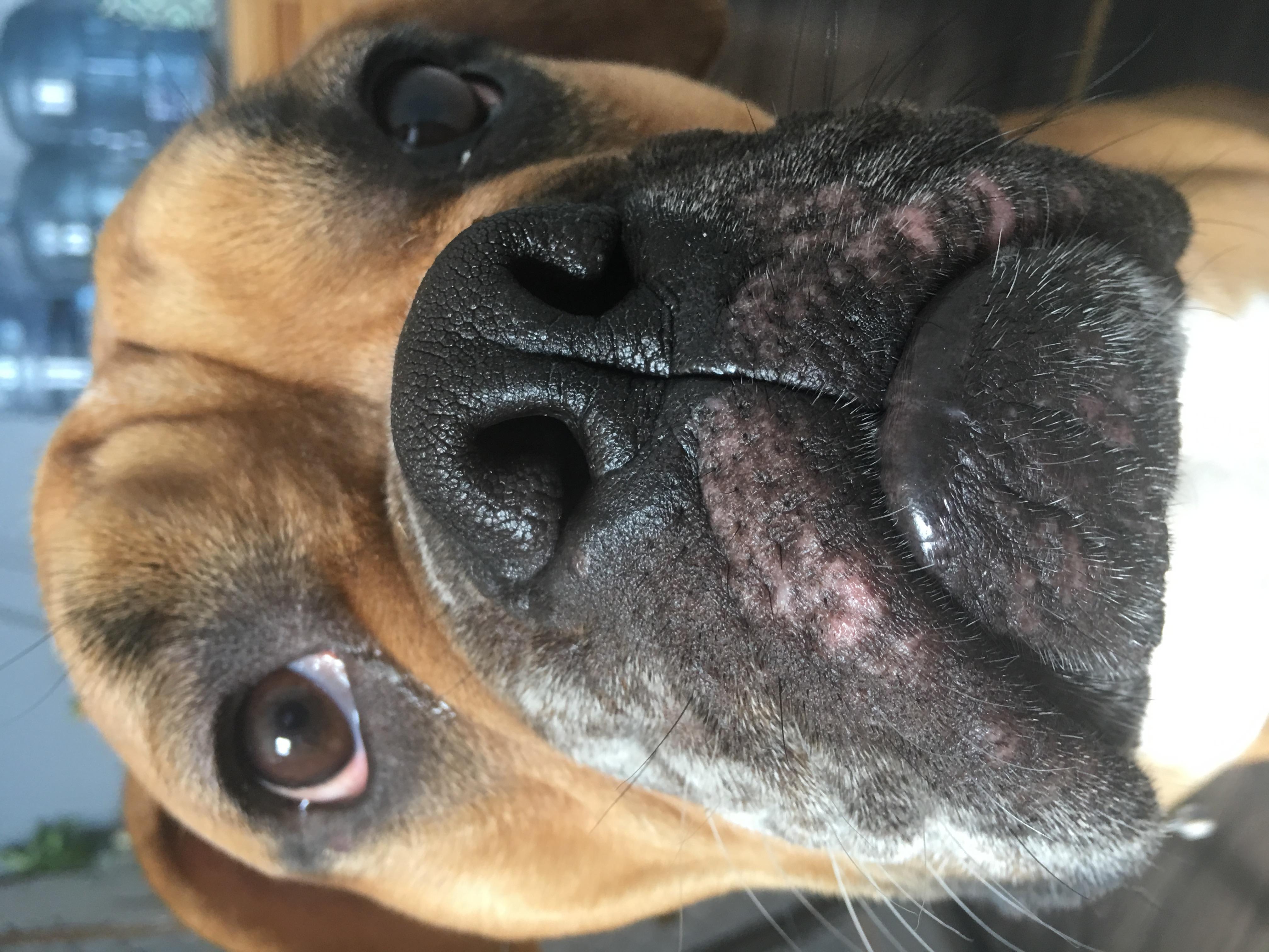 My dog's mouth and chin are irritated. Home remedies? | Petco