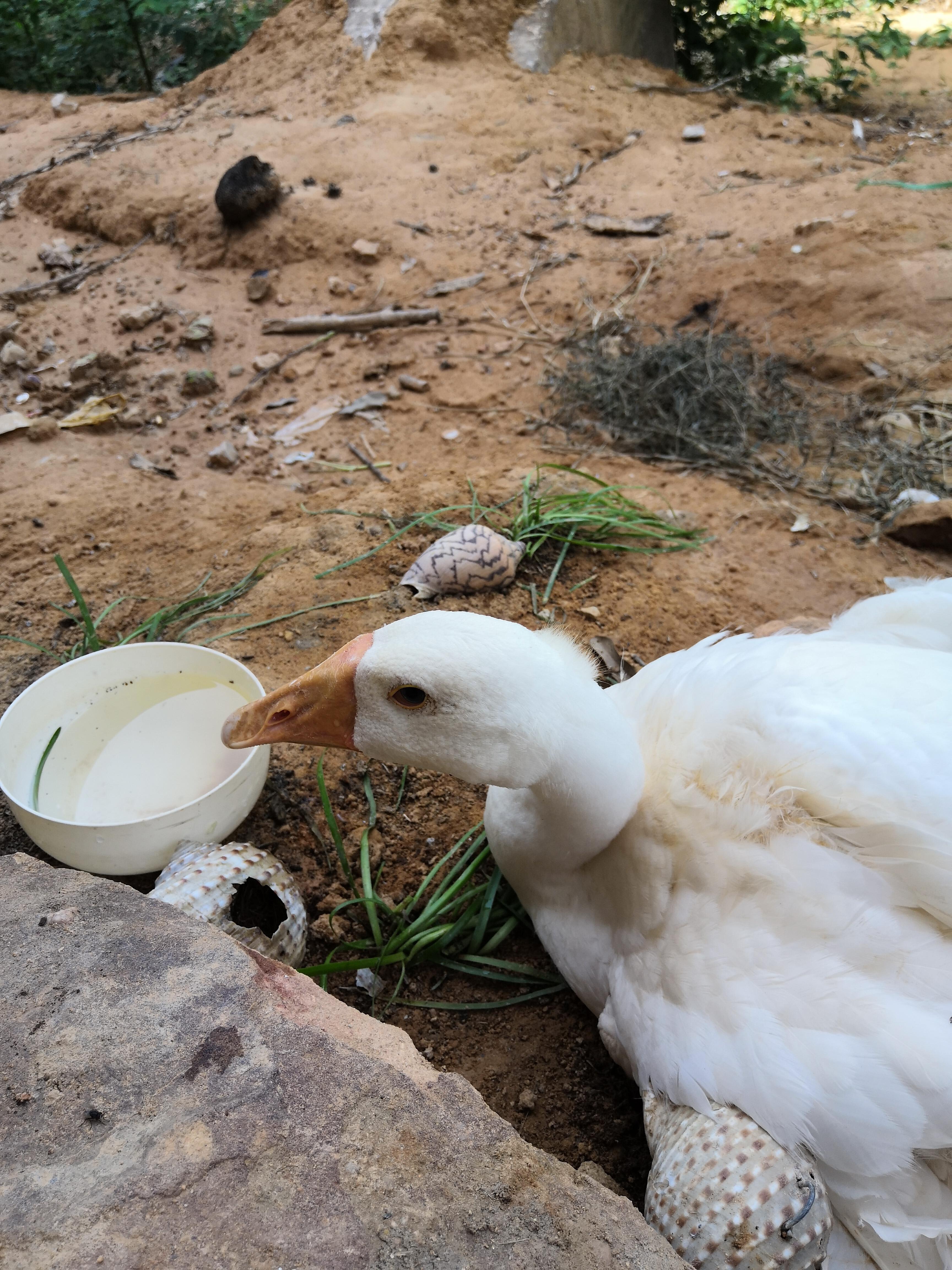 Why is my goose suddenly unable to walk, weak, and disoriented? | Petco