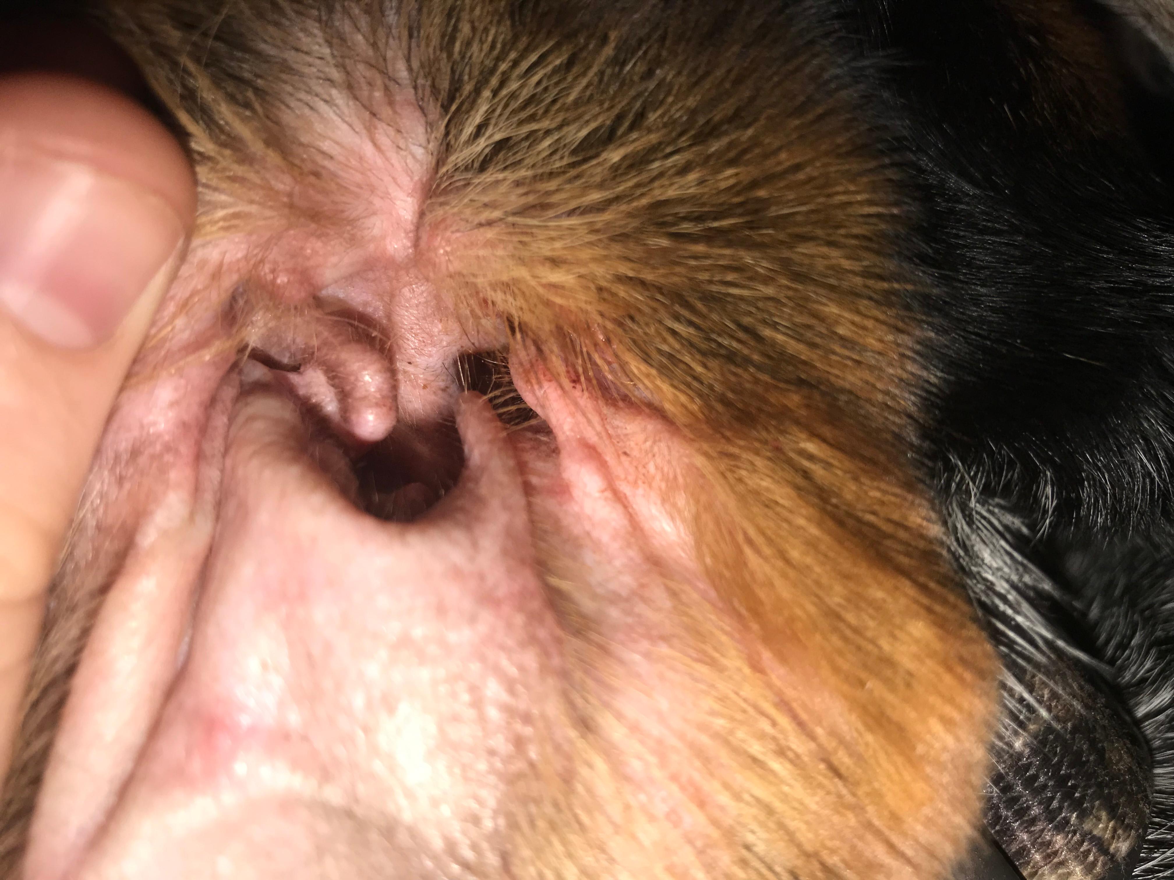 My Dog Has Ear Pus, Head Tilt, Shakes: Is It an Ear Infection? | Petco