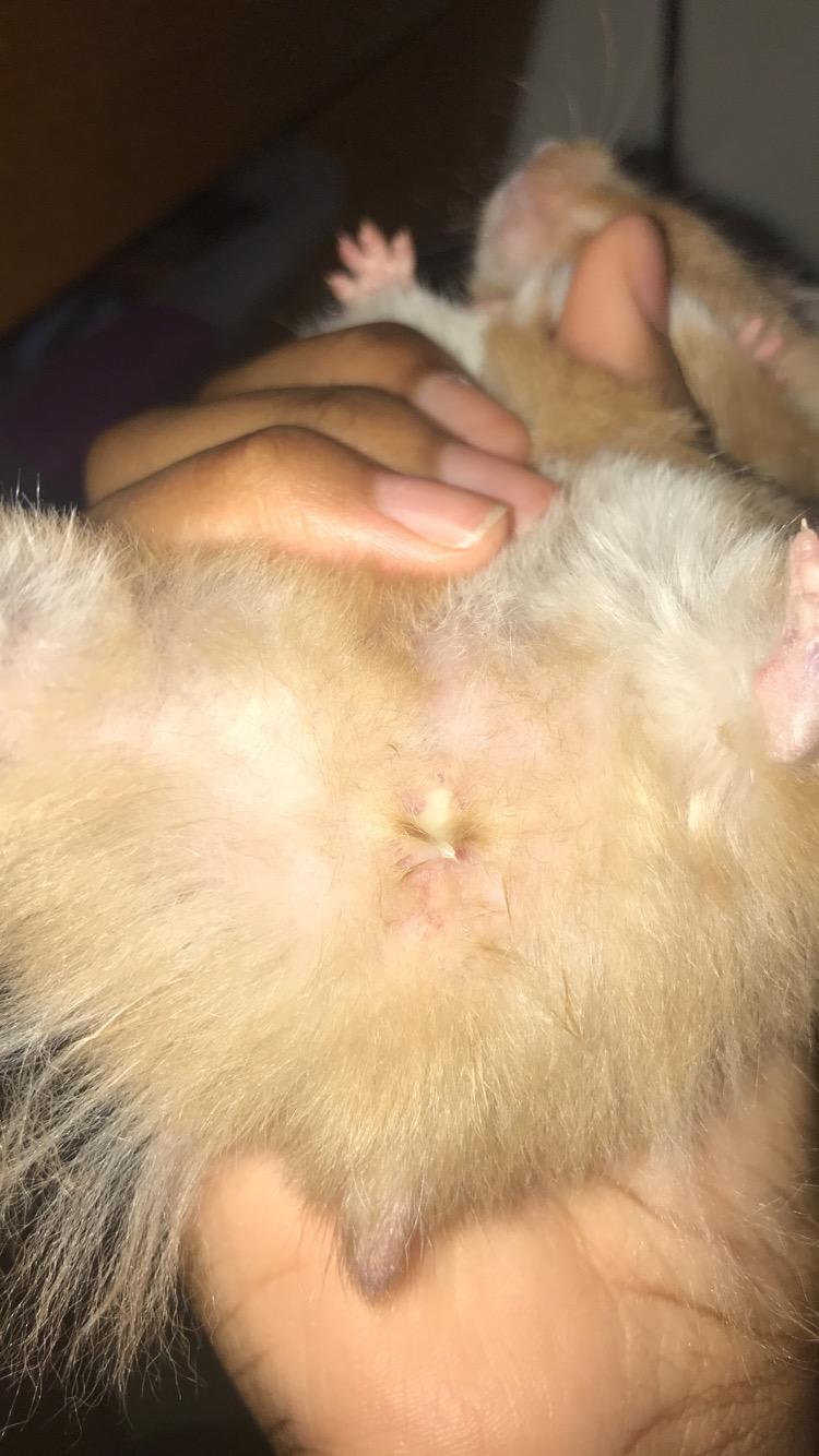 Why is my female hamster lifting tail with yellow discharge? | Petco