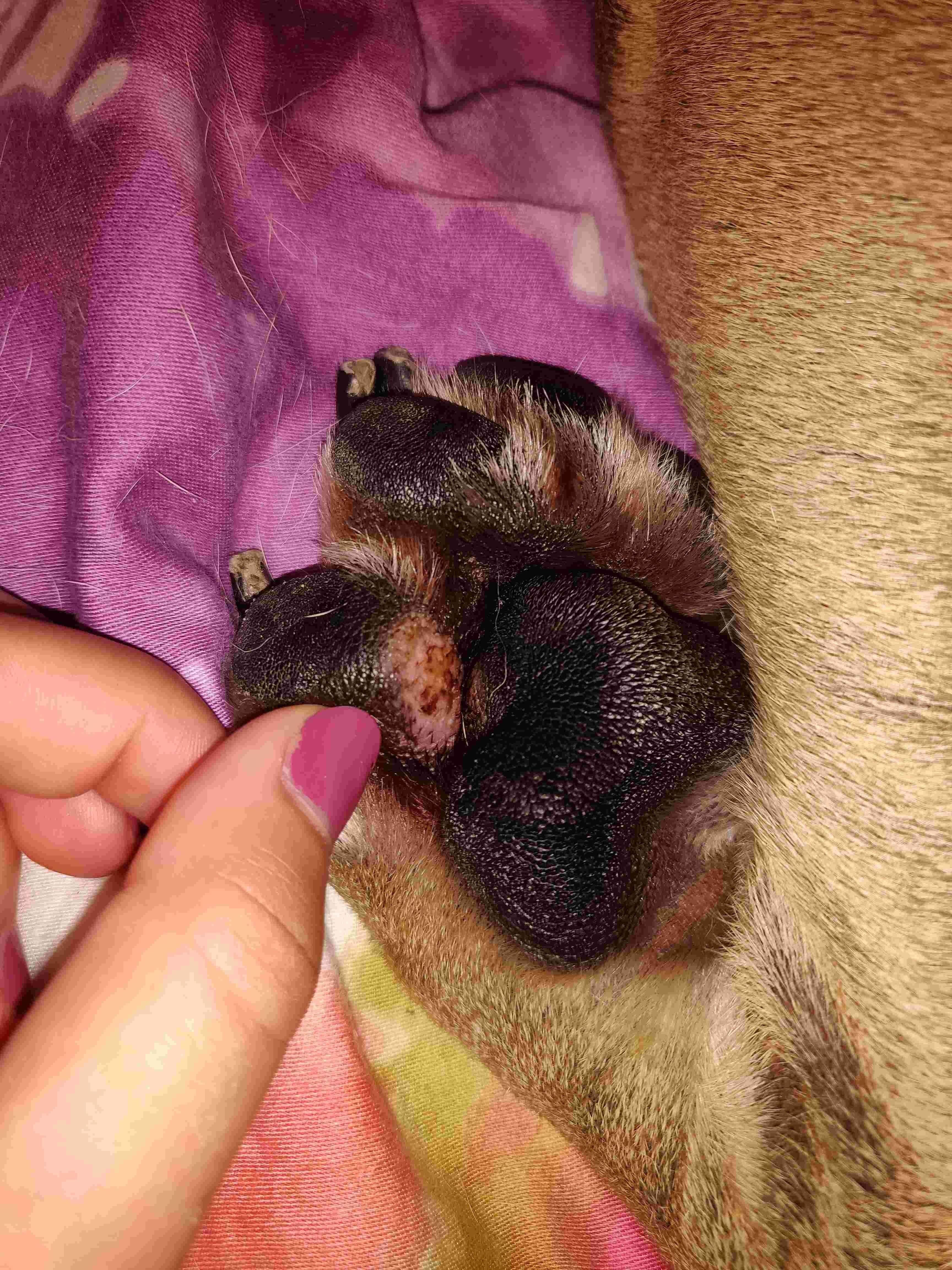 My dog scraped his paw pad. What can I put on it to help it heal? | Petco