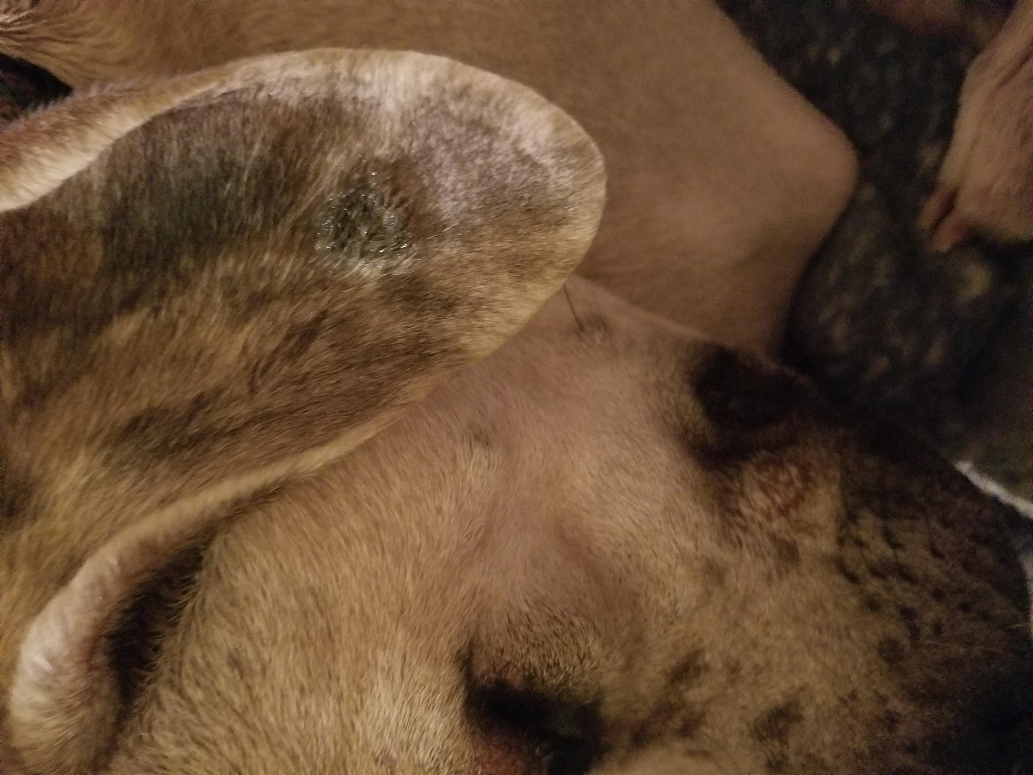My dog has black, crusty bumps on paws, ears, face. What is it? | Petco