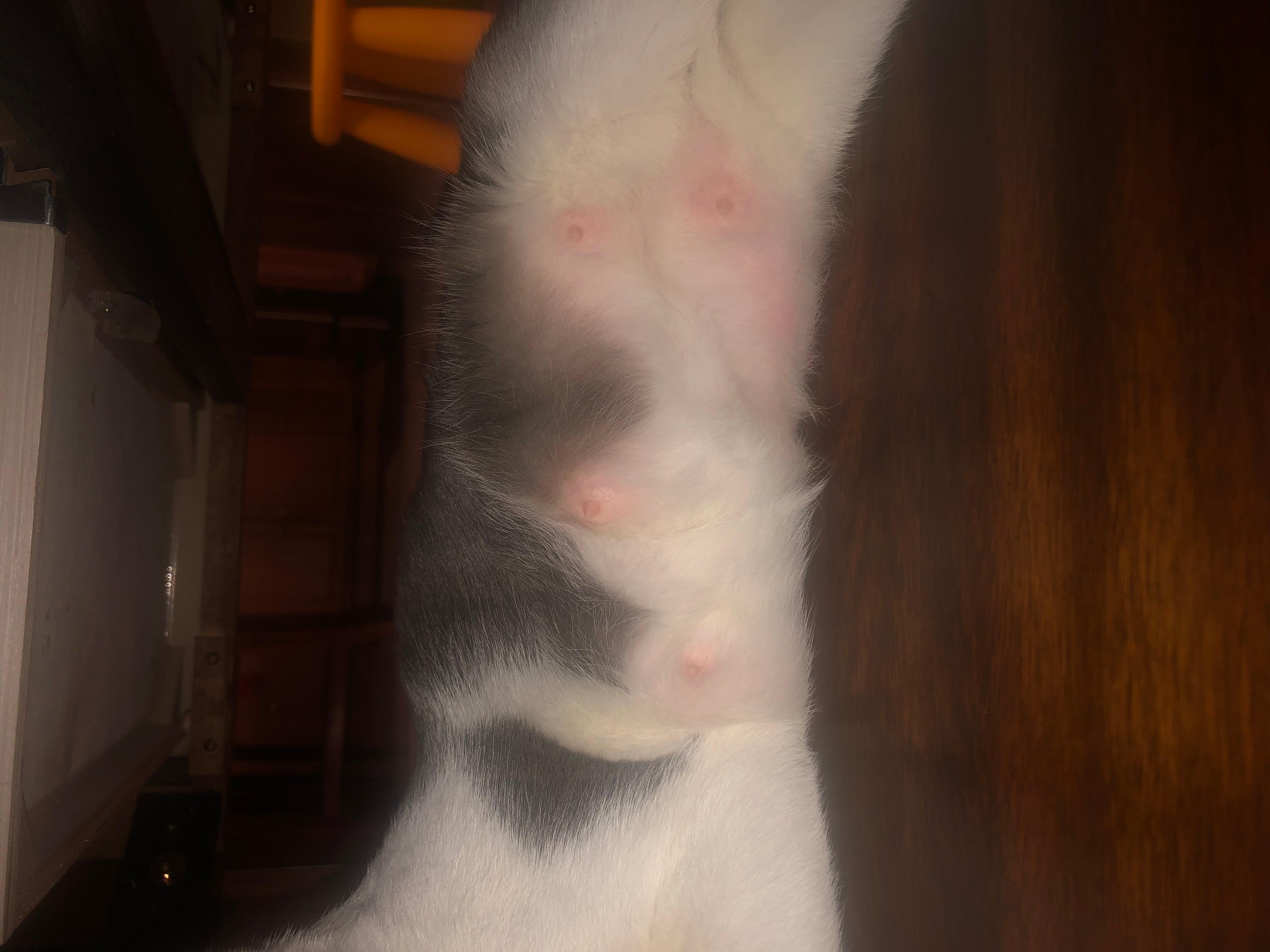 Why are my cat's nipples swollen & hard after milk dried up? | Petco