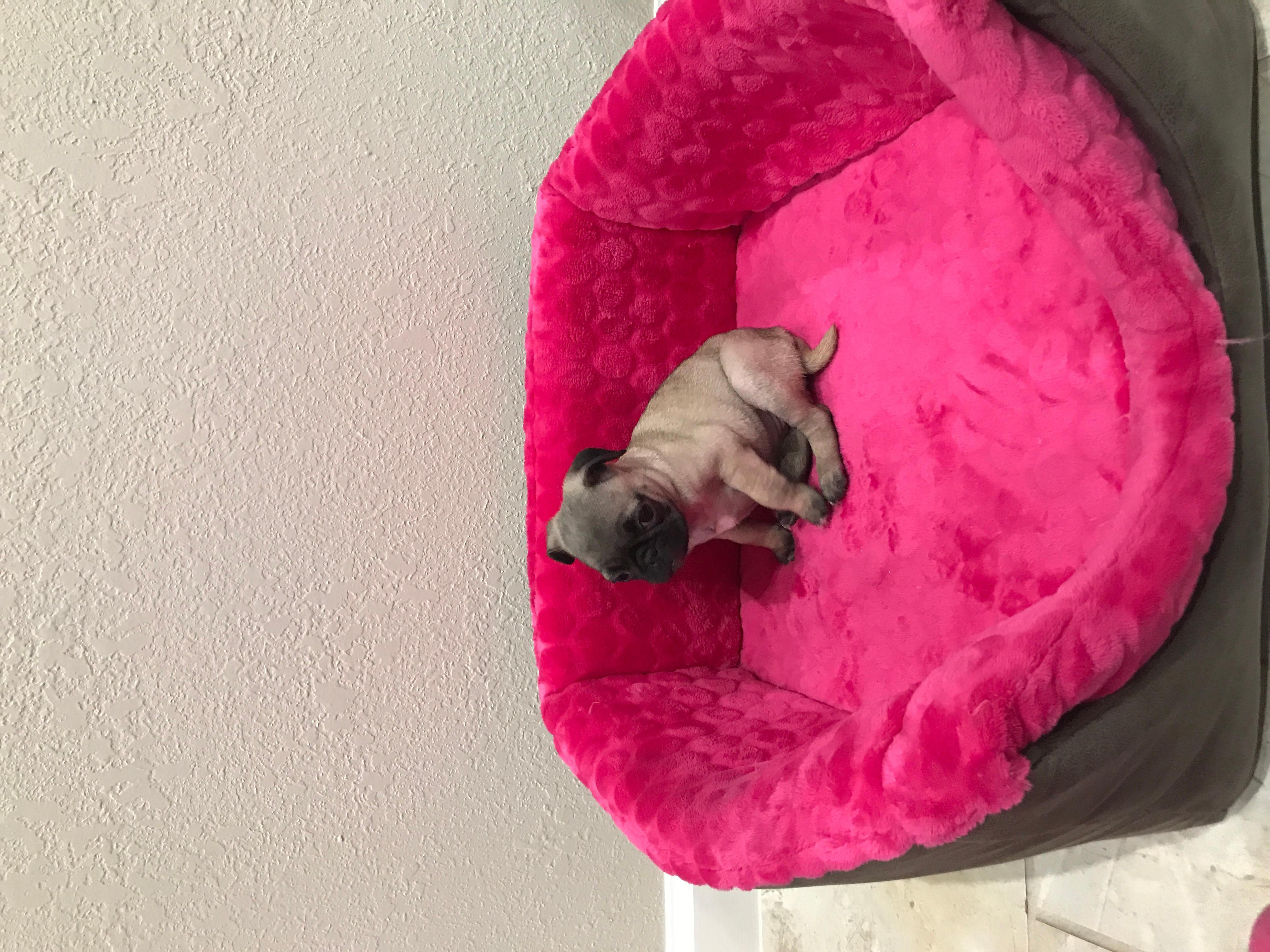 Why can't my 2-month-old pug puppy stand or walk on front paws? | Petco