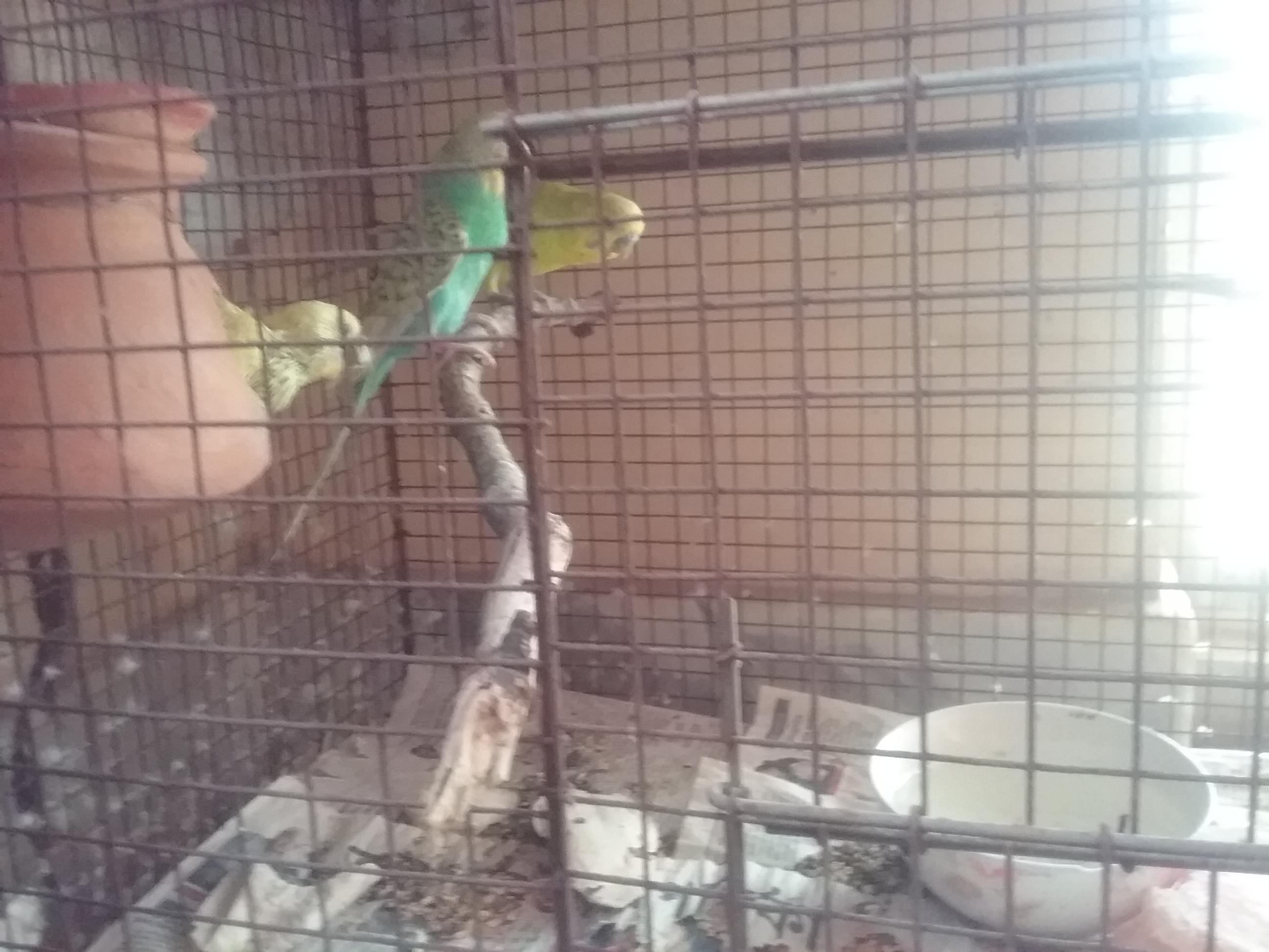 My budgie chicks have crusty, rounded beaks. Vet needed? | Petco