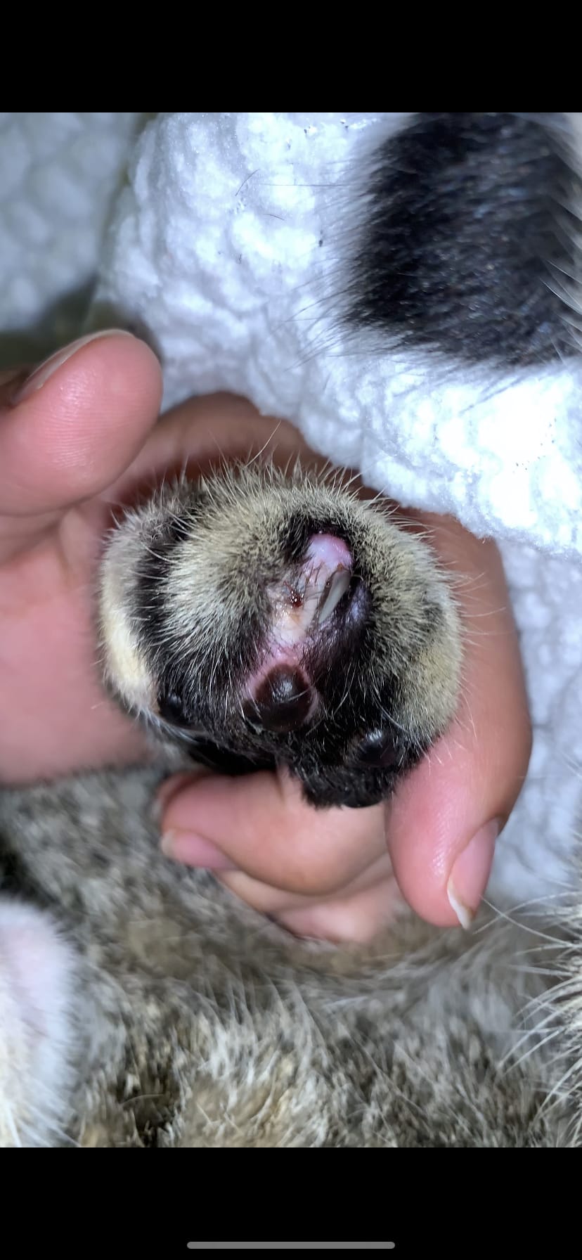My Cat's Paw is Swollen & Bleeding. Should I See a Vet? | Petco