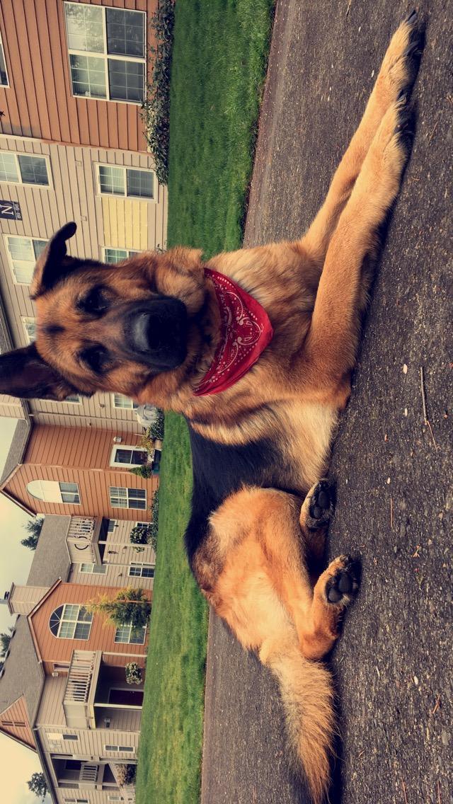 How to control a large, hyper dog that pulls, barks, and jumps? | Petco