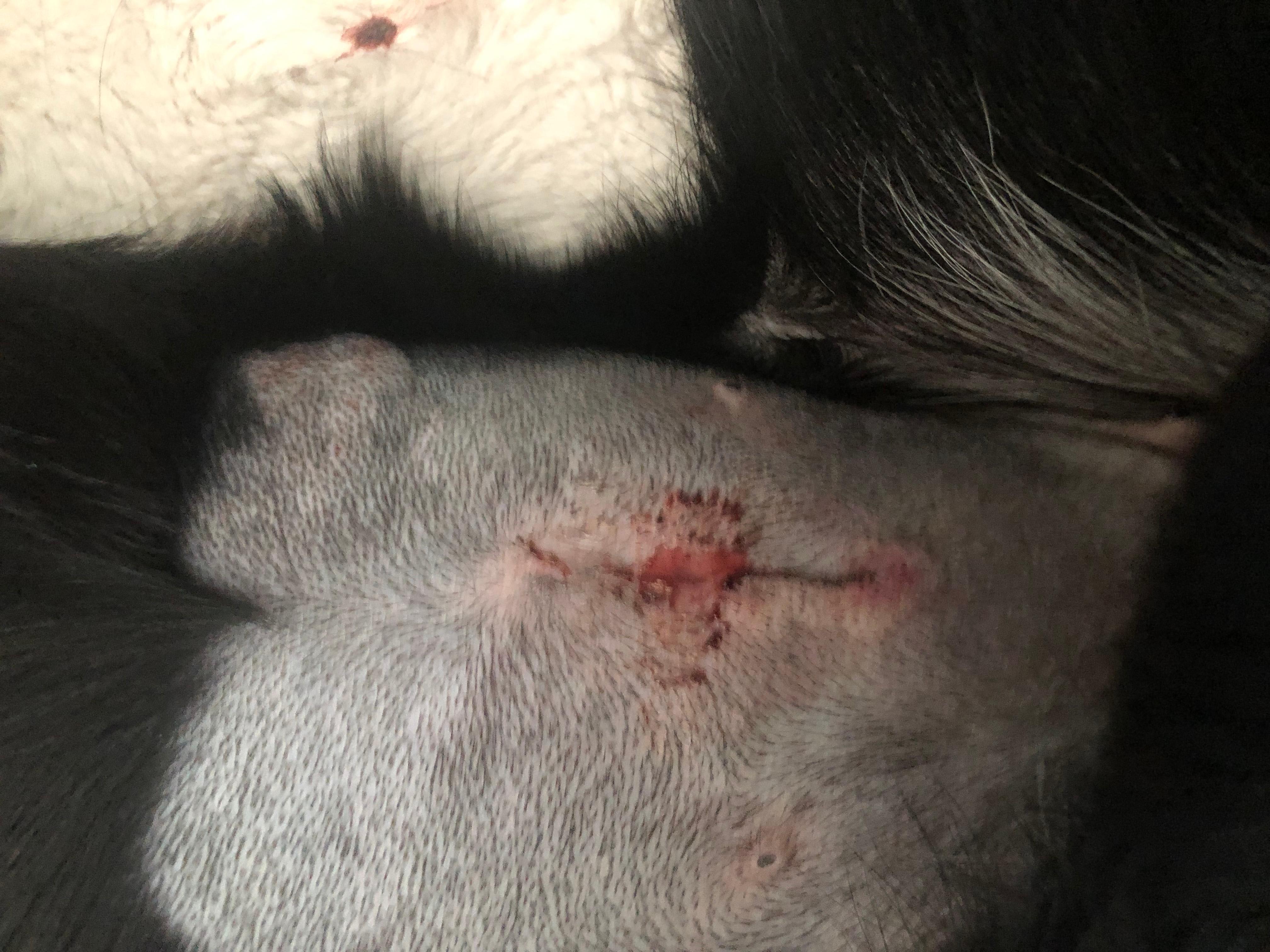 My Dog's Spay Incision Bleeding 3 Days After? Should I Worry? | Petco