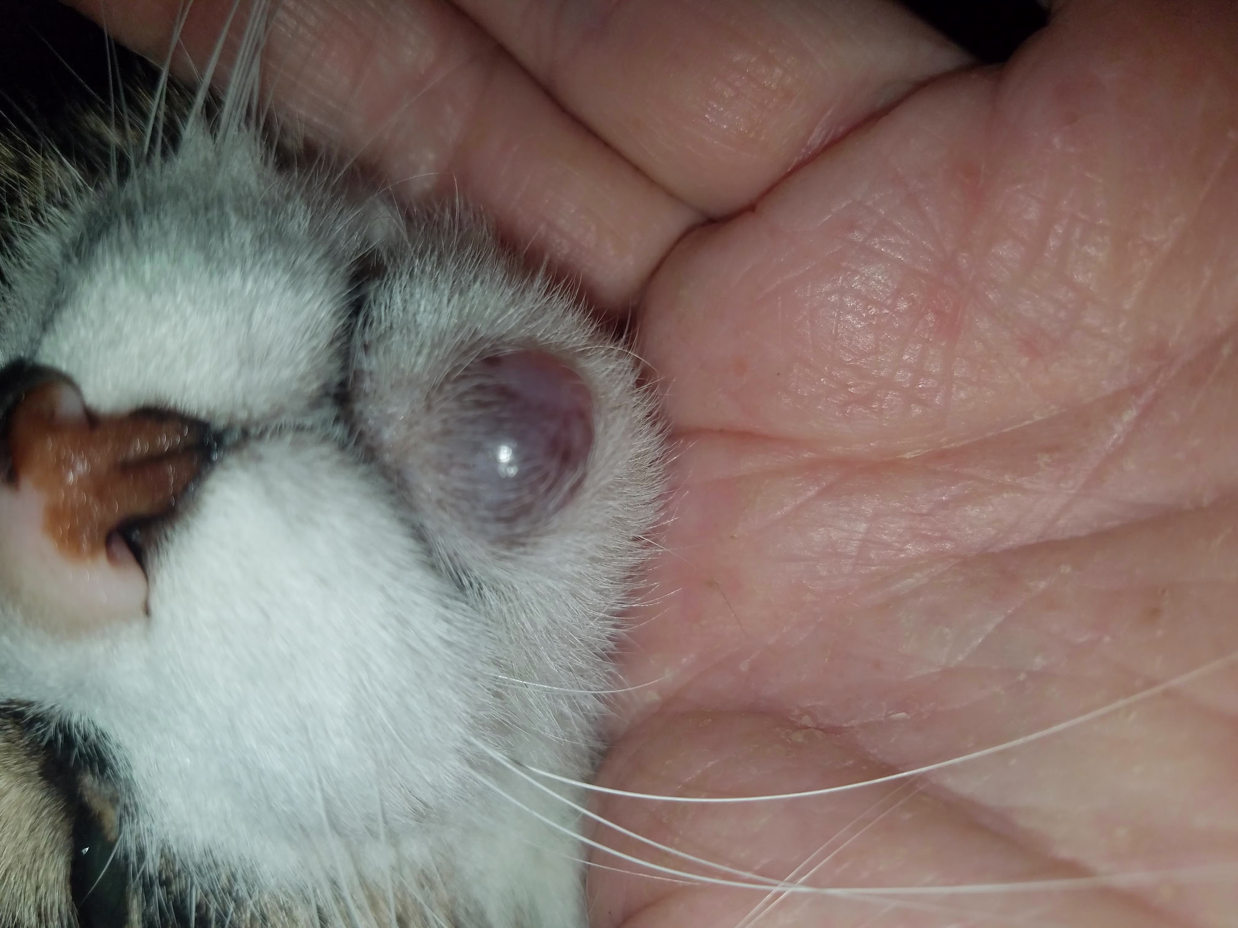 Senior Cat Has Growing Lumps on Chin & Back: Are They Tumors? | Petco