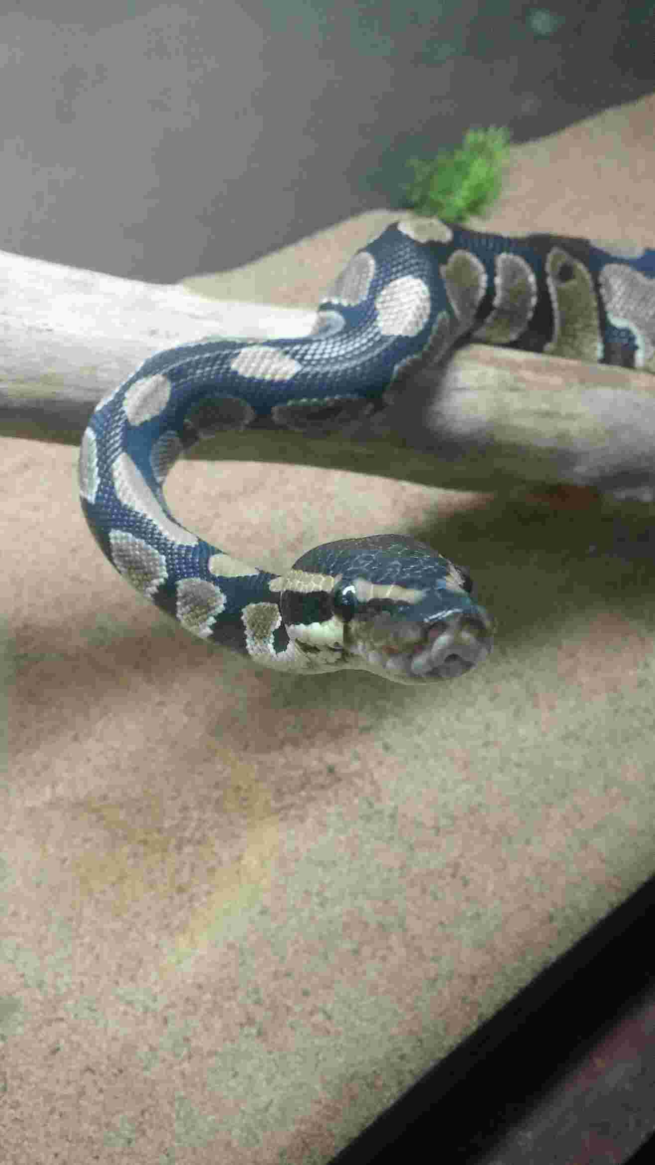 Is my ball python's blue-gray hue normal or a morph variation? | Petco