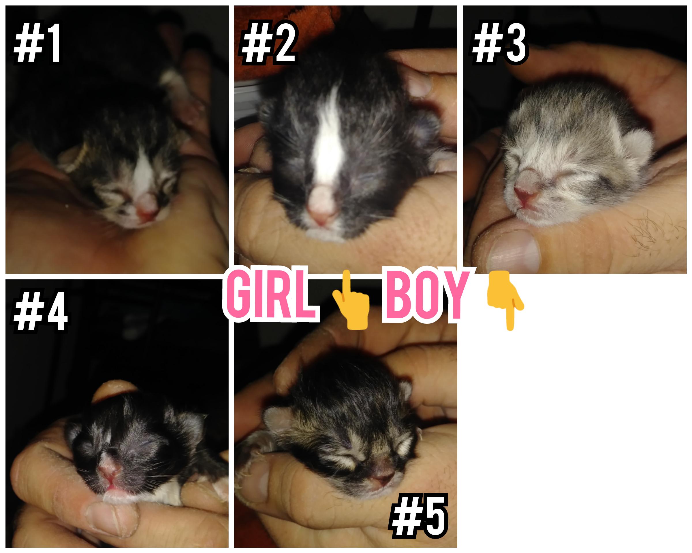 Should you massage your cat to increase milk for new kittens? | Petco