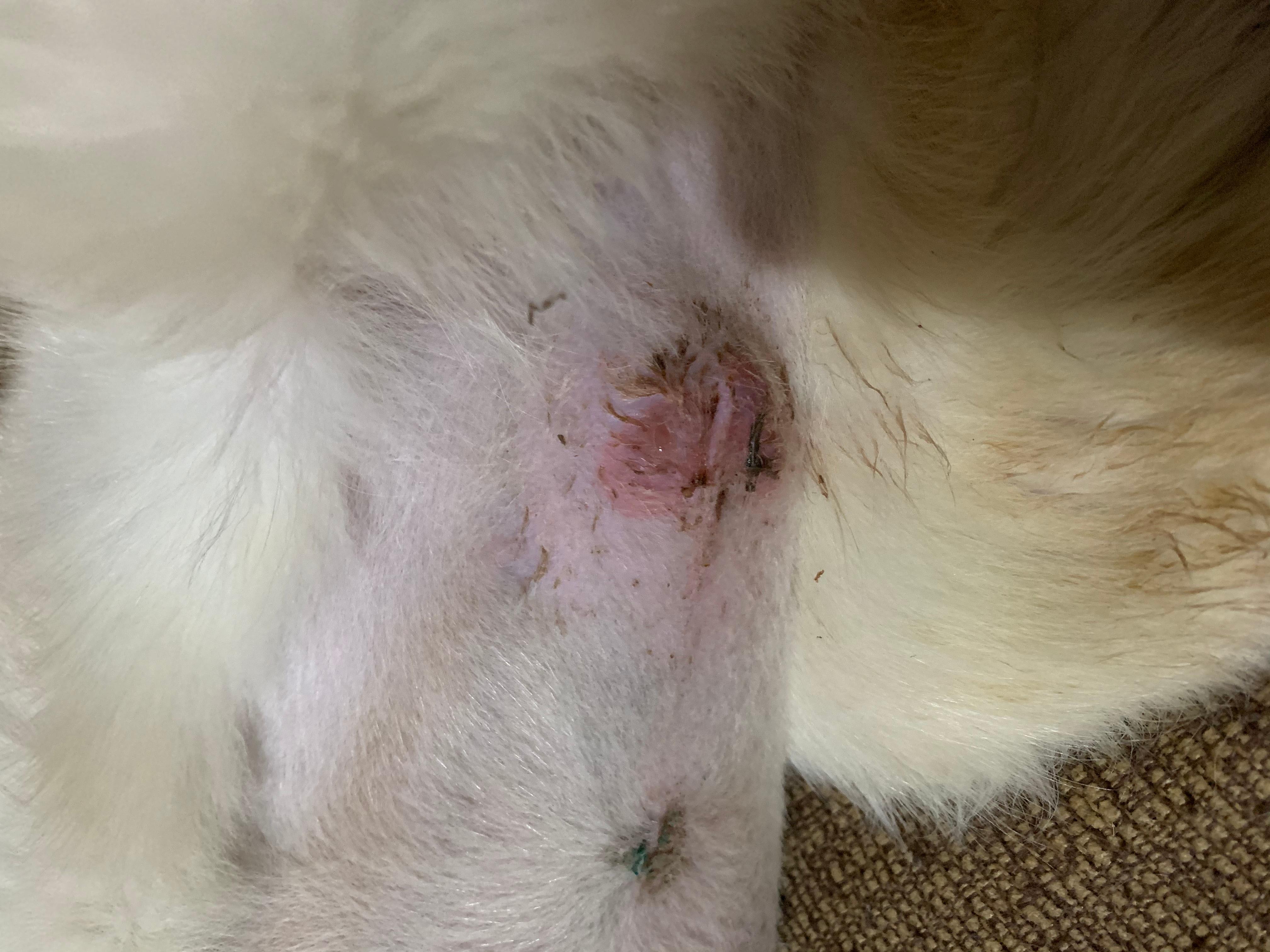 My Dog's Spay Incision: Red, Discharge. Is It Infected? | Petco