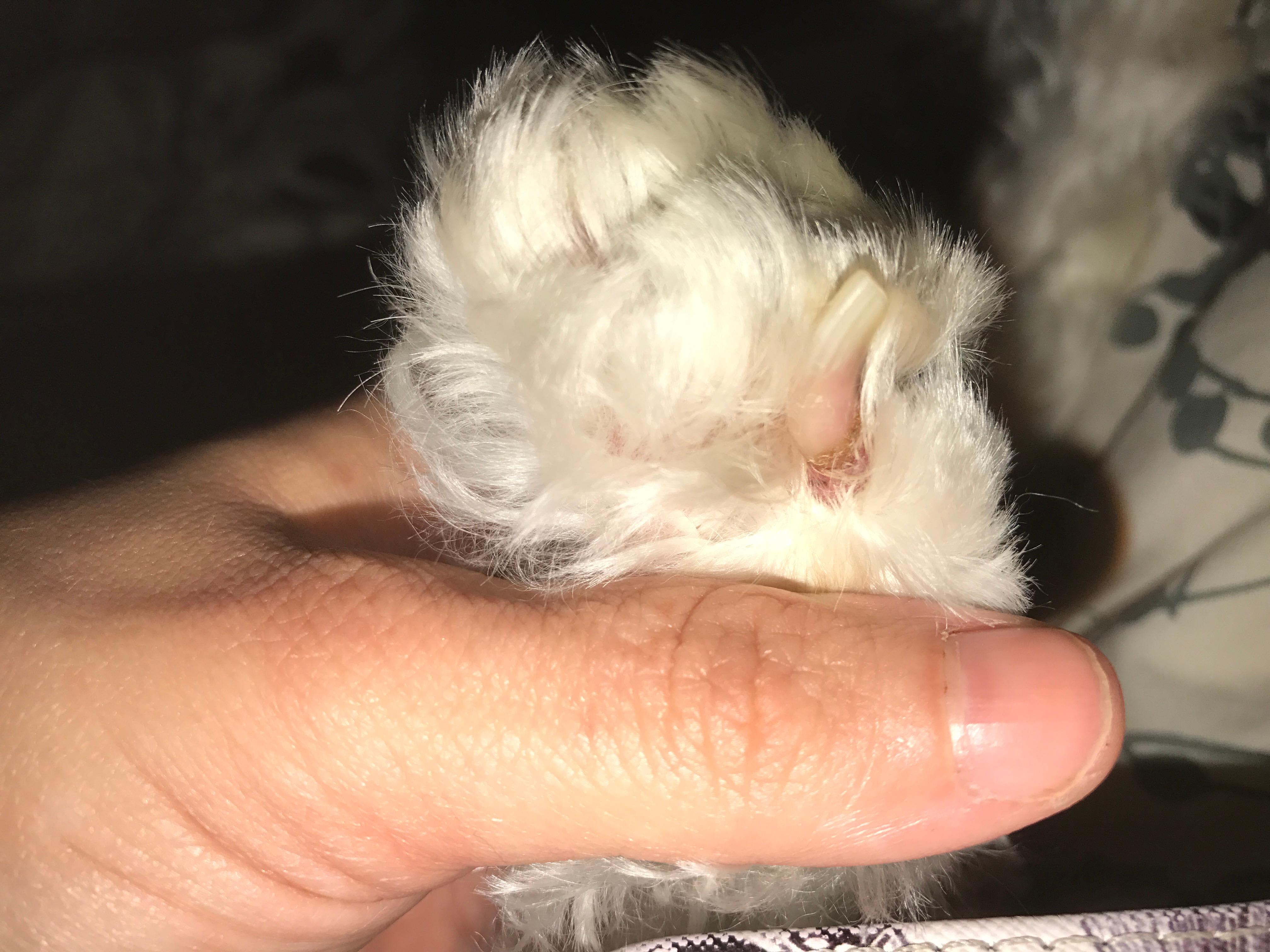 Why is my dog biting nails, strange nail, sleeping, not eating? | Petco