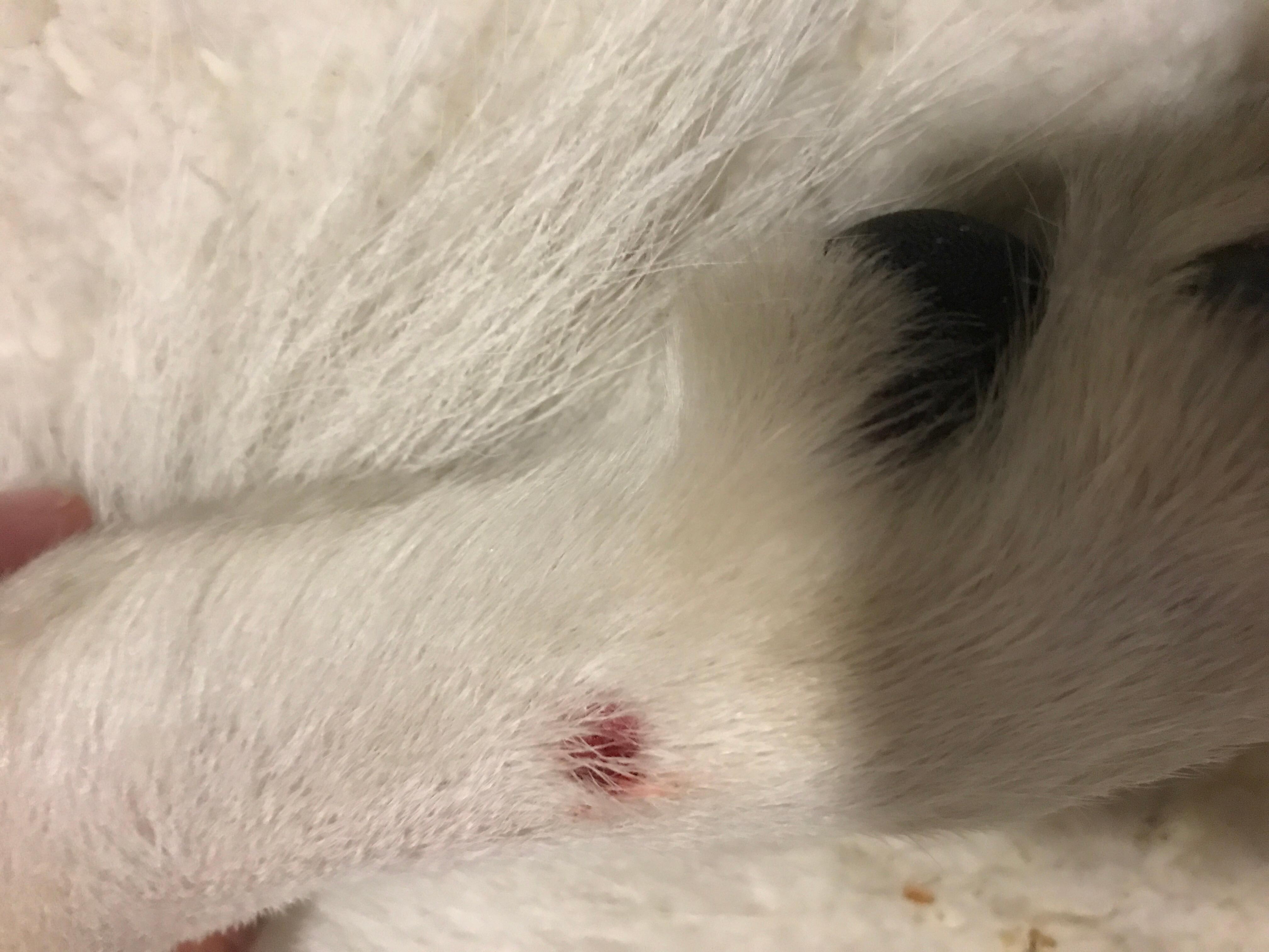 Dog Has a Red, Bleeding Bump? When to Worry & See a Vet | Petco