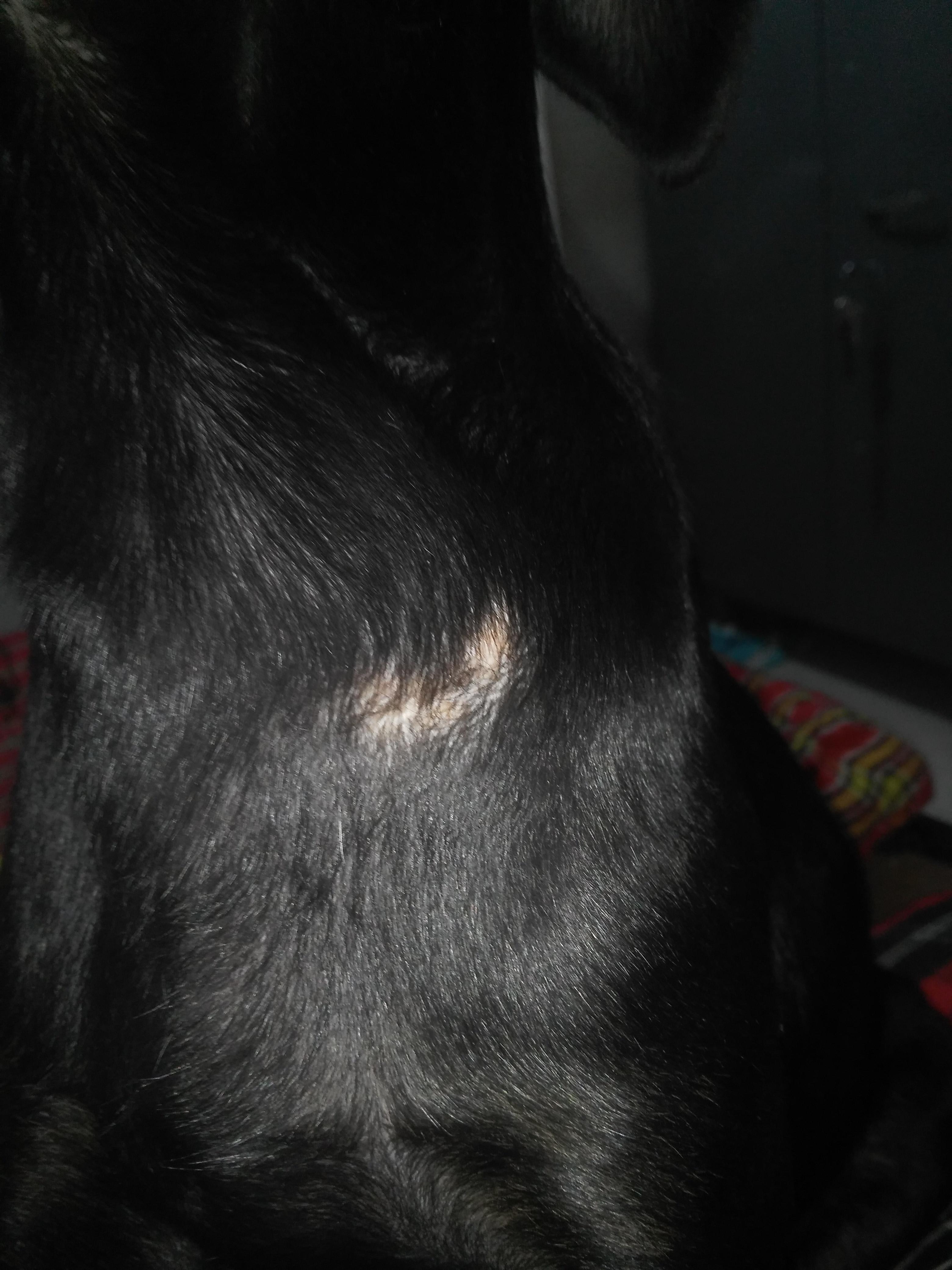 Why is my dog's neck swollen in the same spot? Is it cancer? | Petco