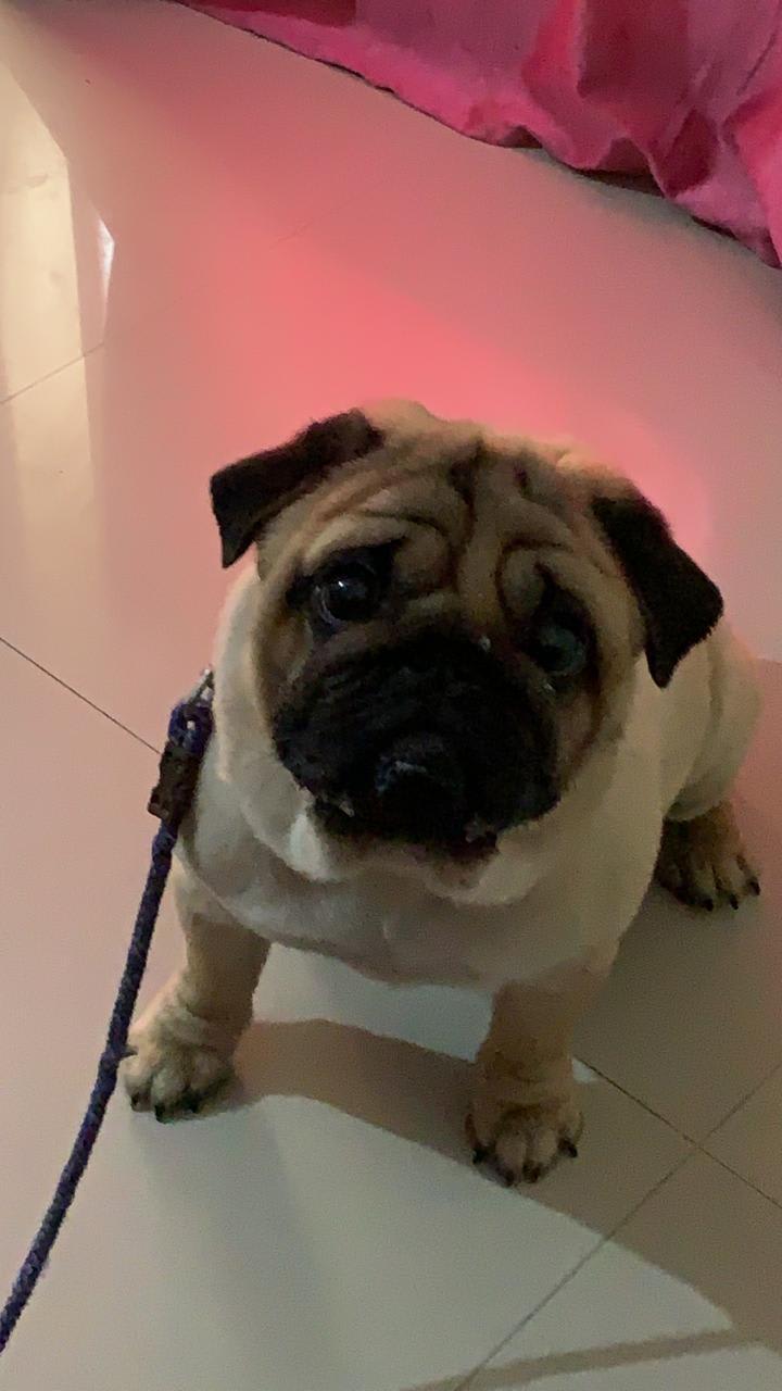 When to Deworm Your New Pug Puppy for the First Time? | Petco