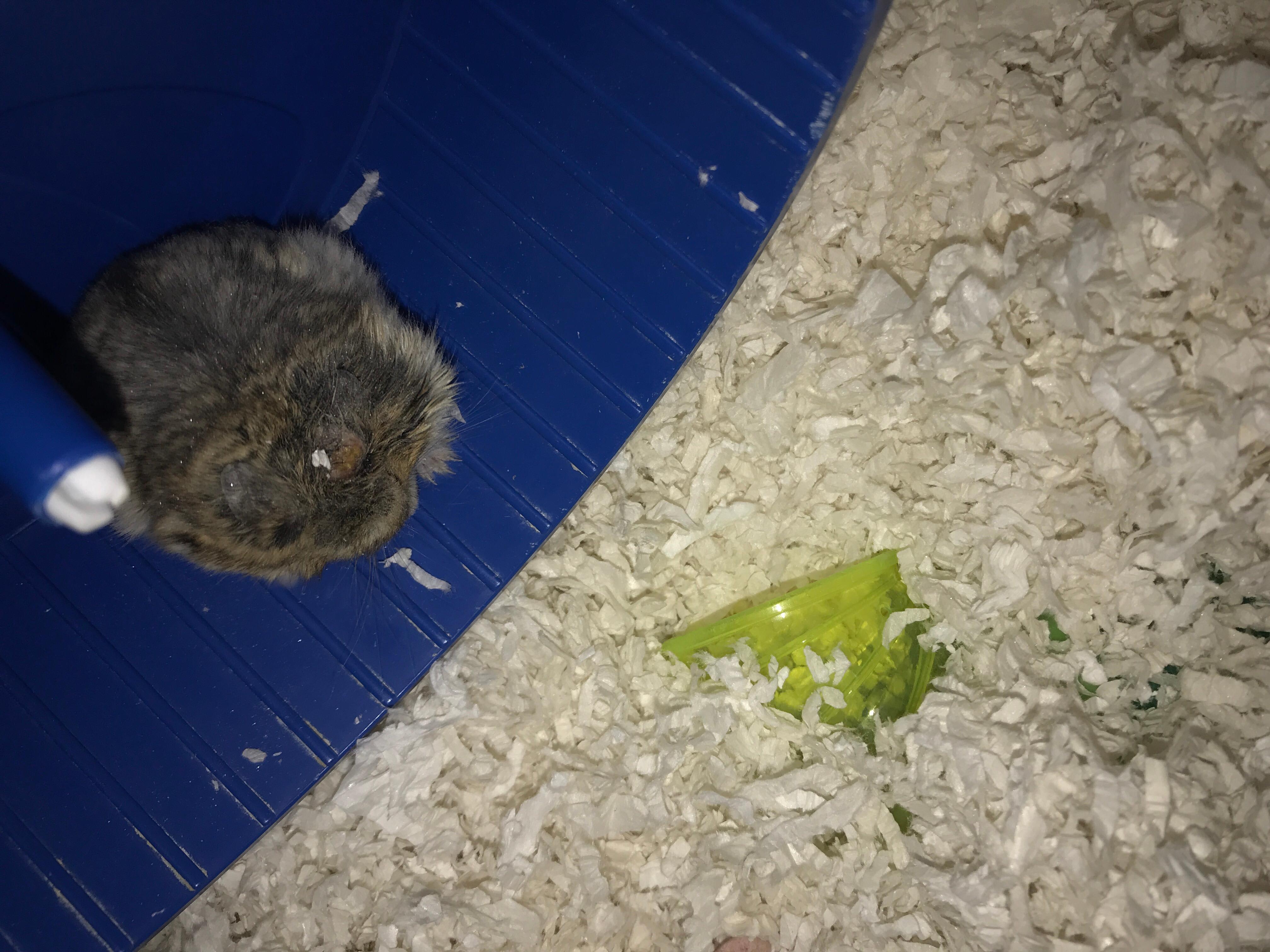 Hamster has an oozing head bump but seems fine. Vet needed? | Petco