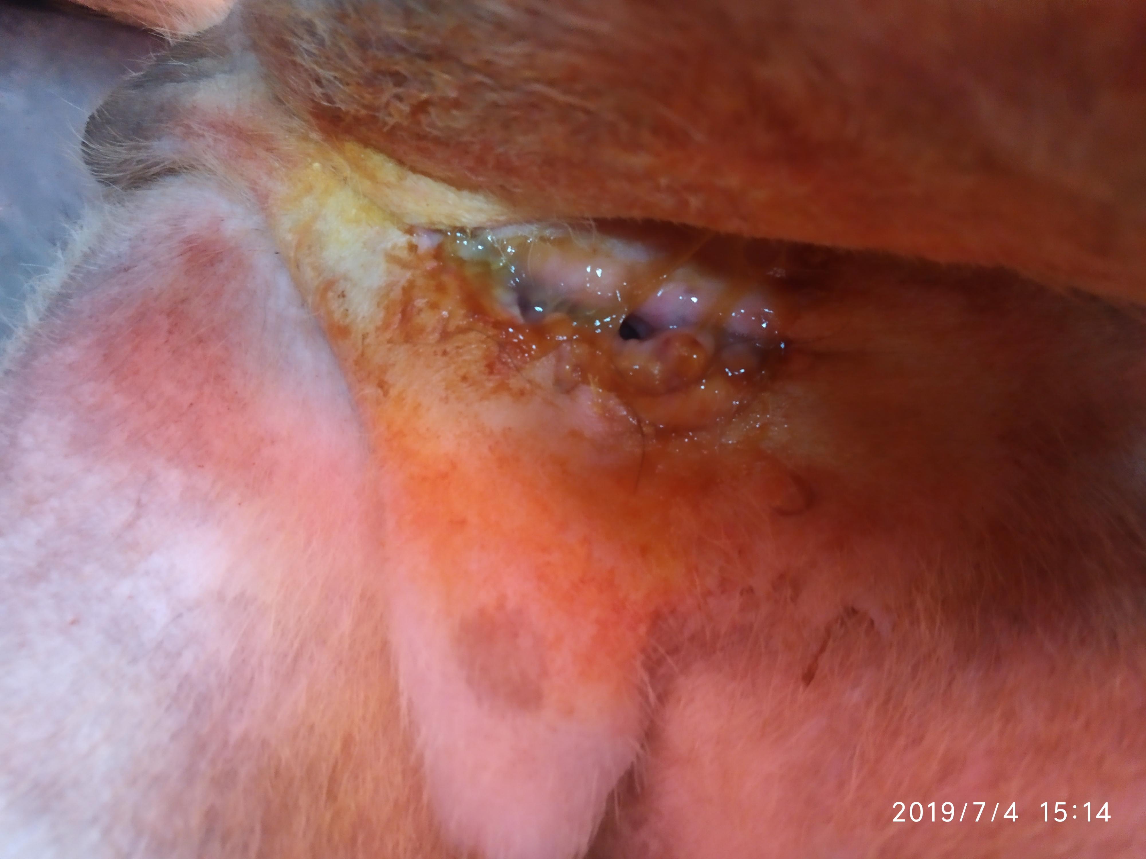 Dog's Surgery Stitches Opening? Infection Signs & What to Do | Petco