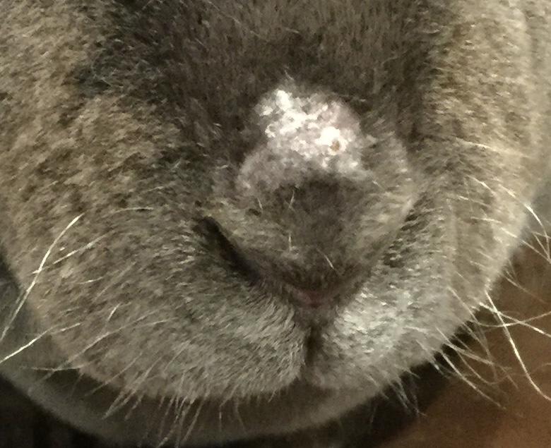My Rabbit Has Nose Scabs: What Are They & How to Treat? | Petco