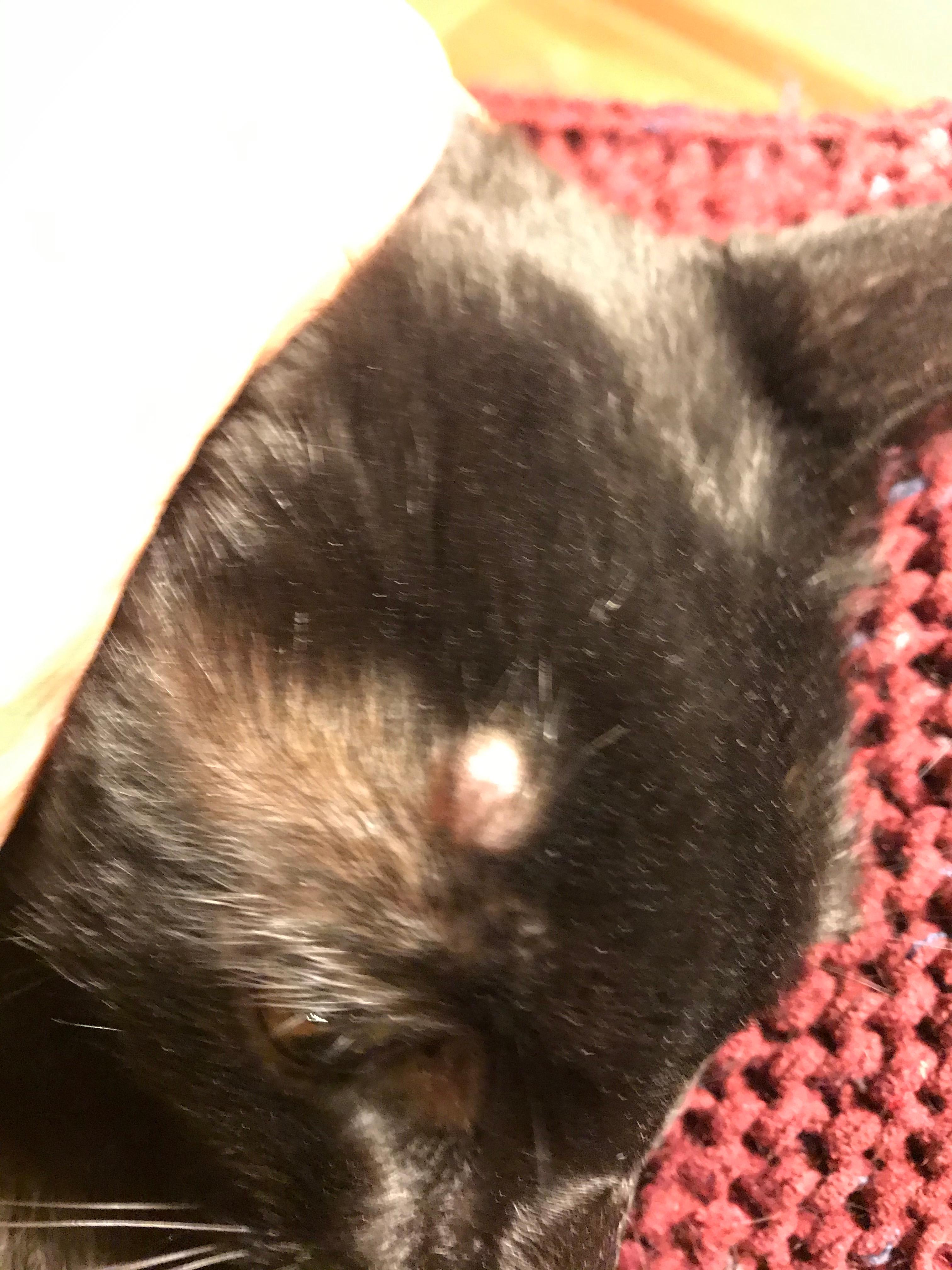 My Cat Has a Head Lump: What It Could Be & What to Do | Petco