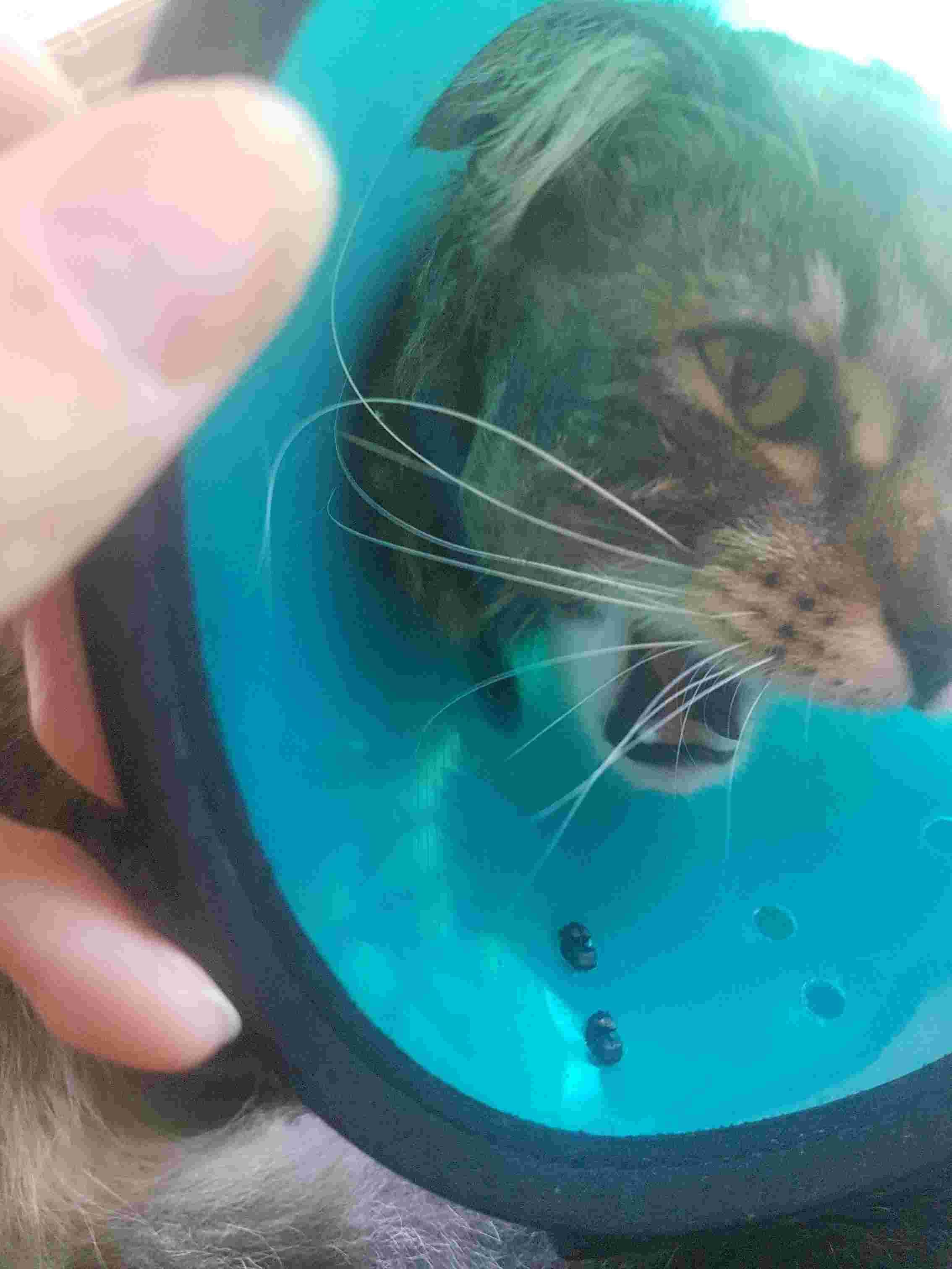My cat's drained abscess is swollen again. What should I do? | Petco