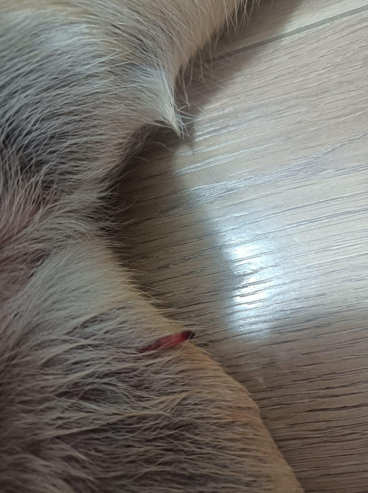 Is your senior dog's irritated, swollen, dark skin tag dangerous? | Petco