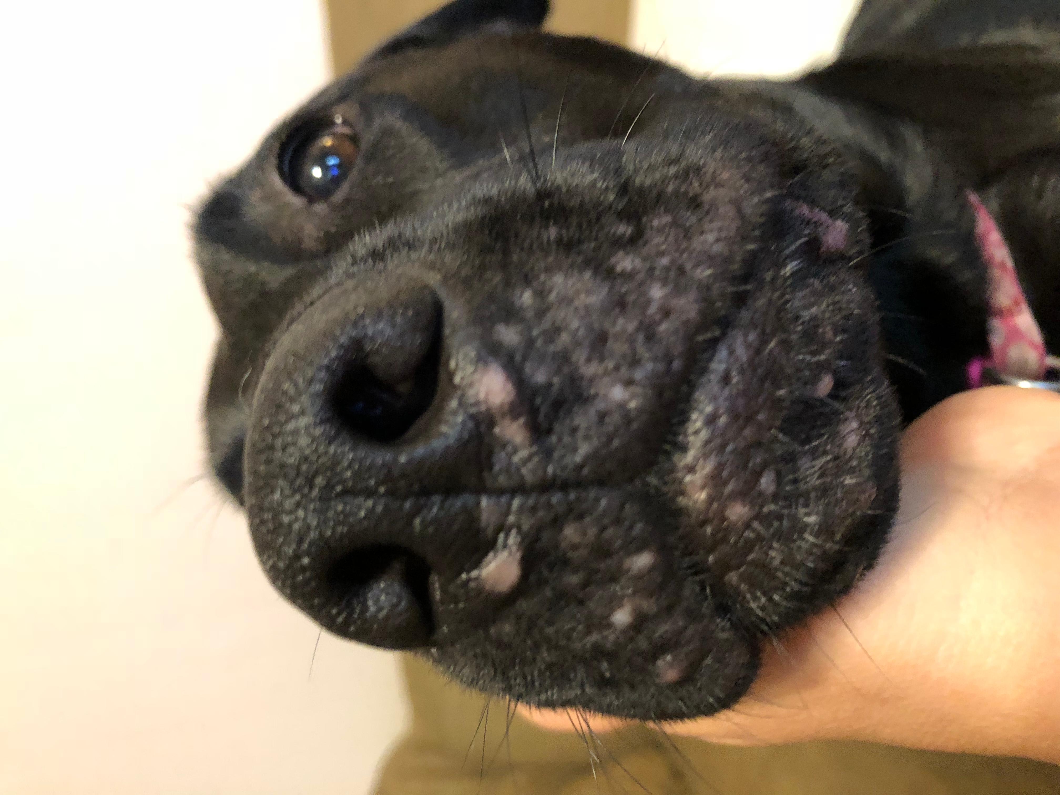 Why is my dog's nose discolored? Is it demodectic mange? | Petco