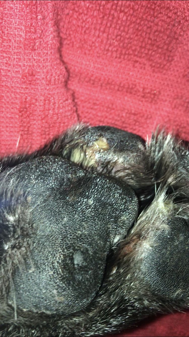 My Dog's Paw is Red, Bleeding, and Swollen: What Should I Do? | Petco