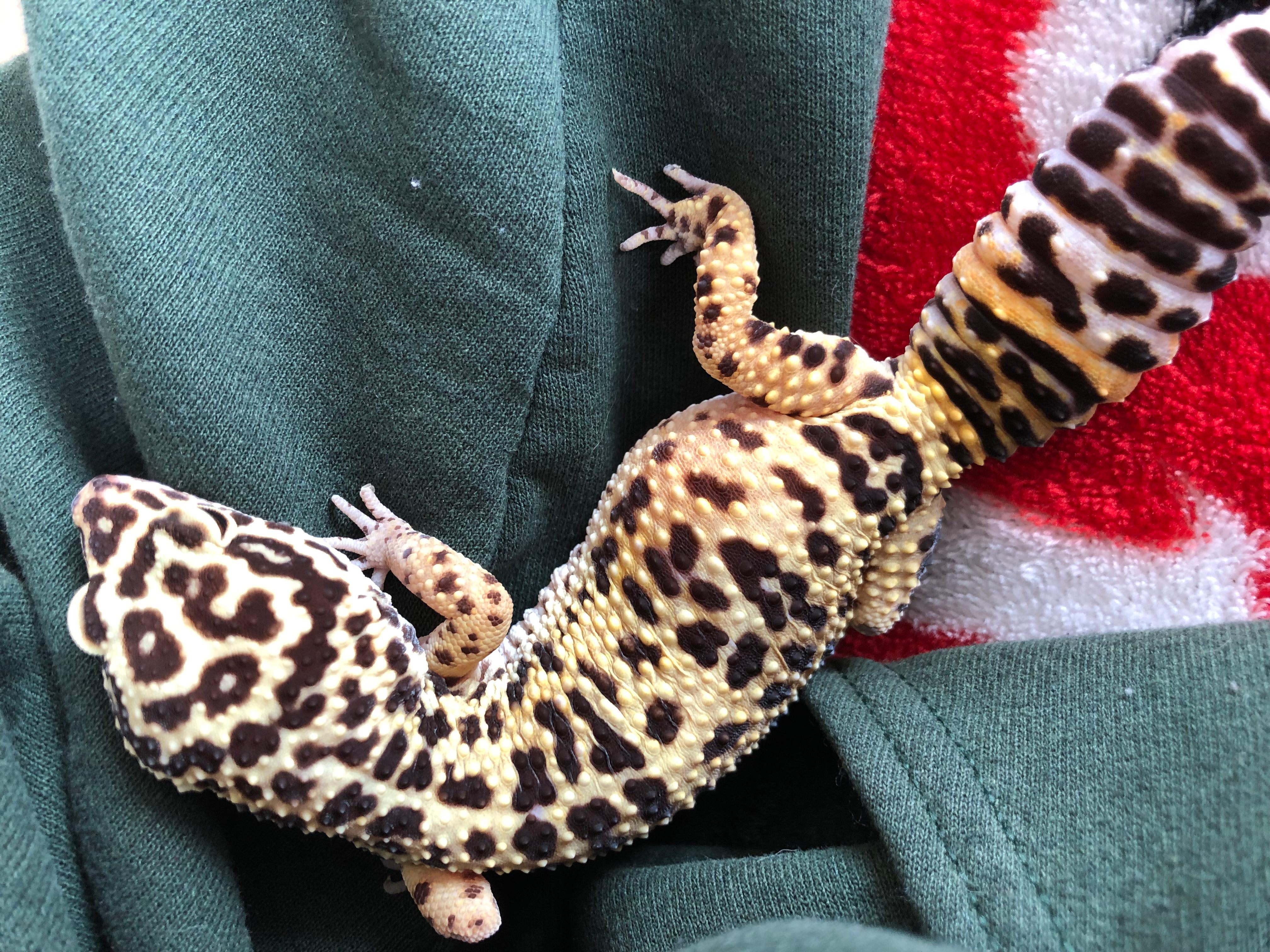 Leopard gecko won't eat and is losing weight, what can I do? | Petco