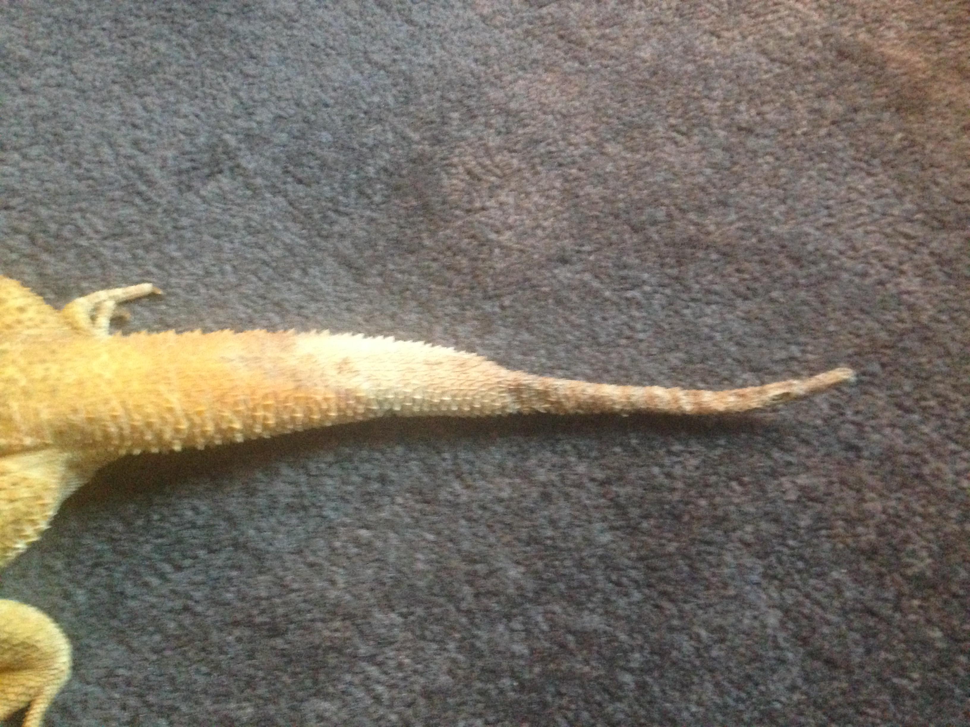 My bearded dragon's tail rot is spreading. What should I do? | Petco