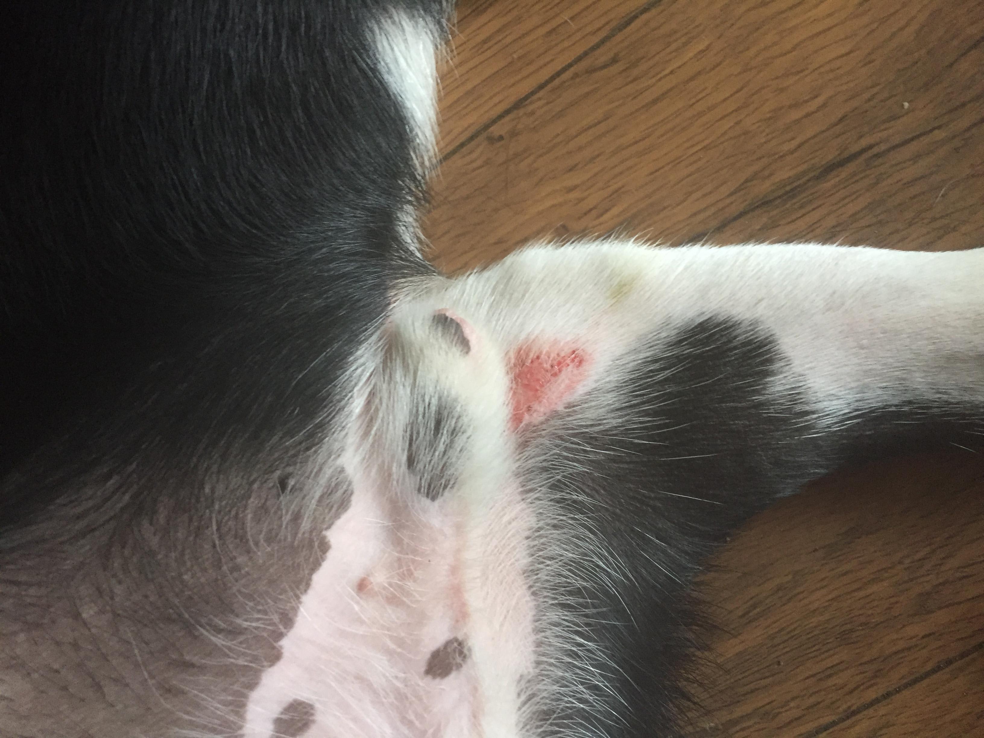 My dog has a red spot on his leg. Should you see a vet? | Petco