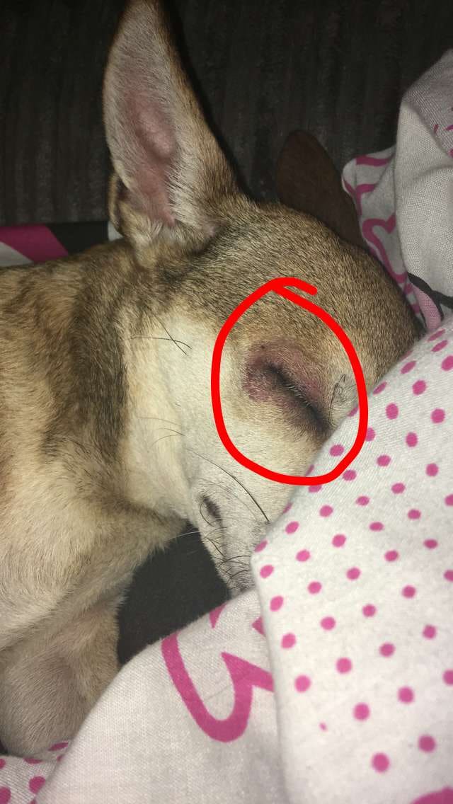 Is Your Chihuahua's Eye Purple, Swollen, Watering with Mange? | Petco